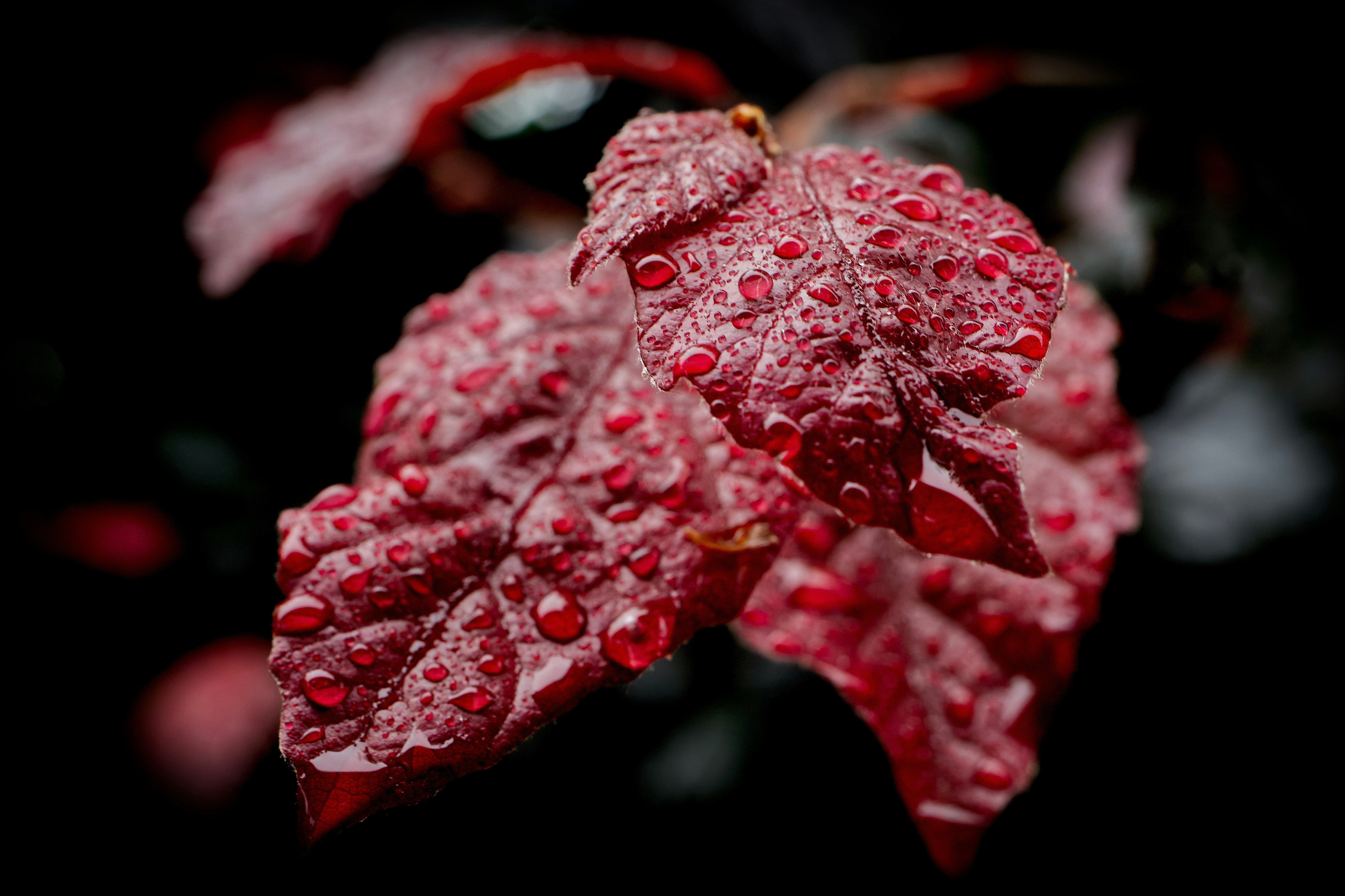 Crimson Dew: Macro Portrait of a Rain-Kissed Leaf