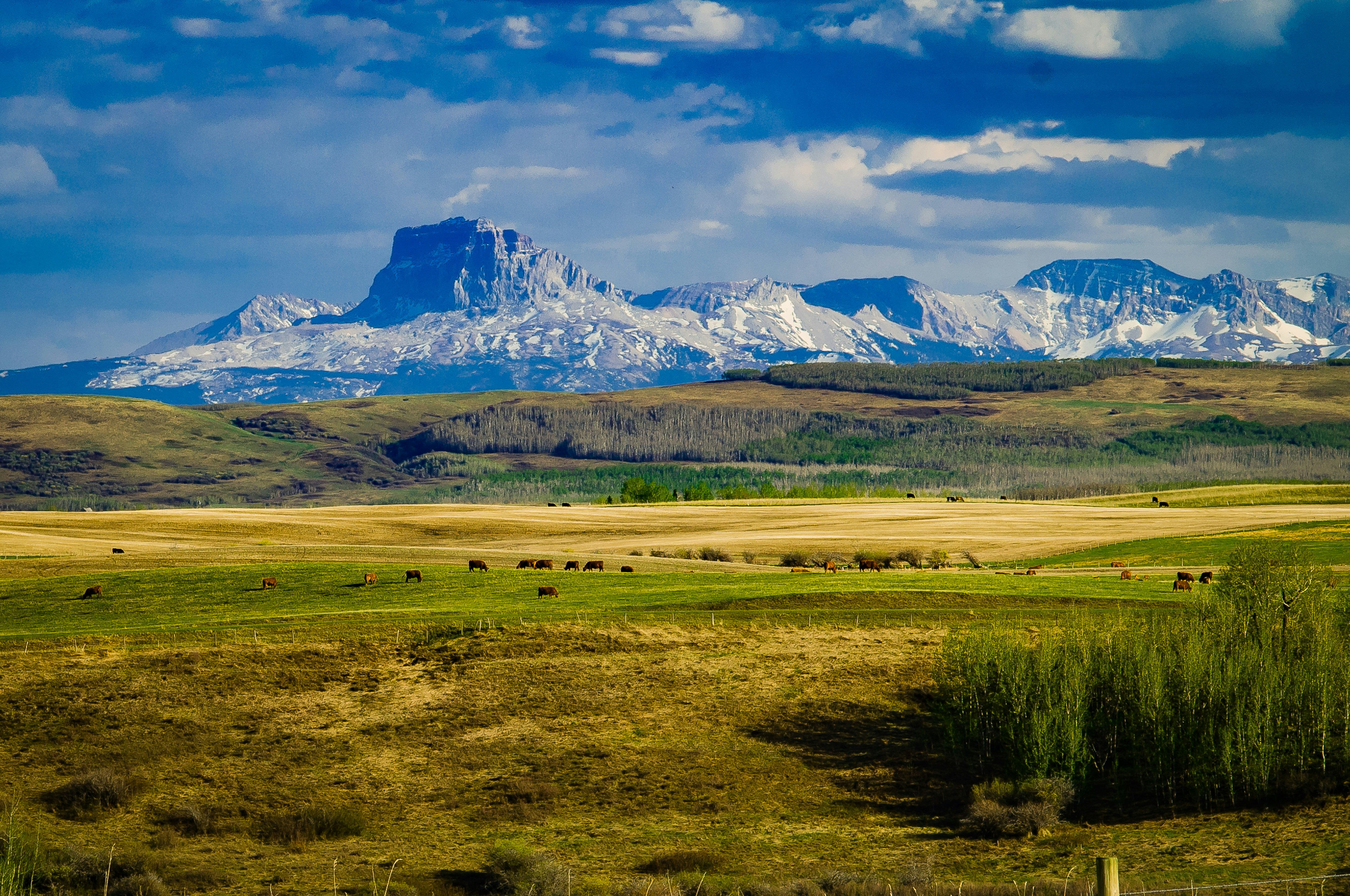 Chief Mountain stands on the eastern edge of the Rocky Mountains and looks out over the prairies of southern Alberta, and northern Montana. On clear days it can be seen from over 100 miles away. This view is looking south from Twin Butte 