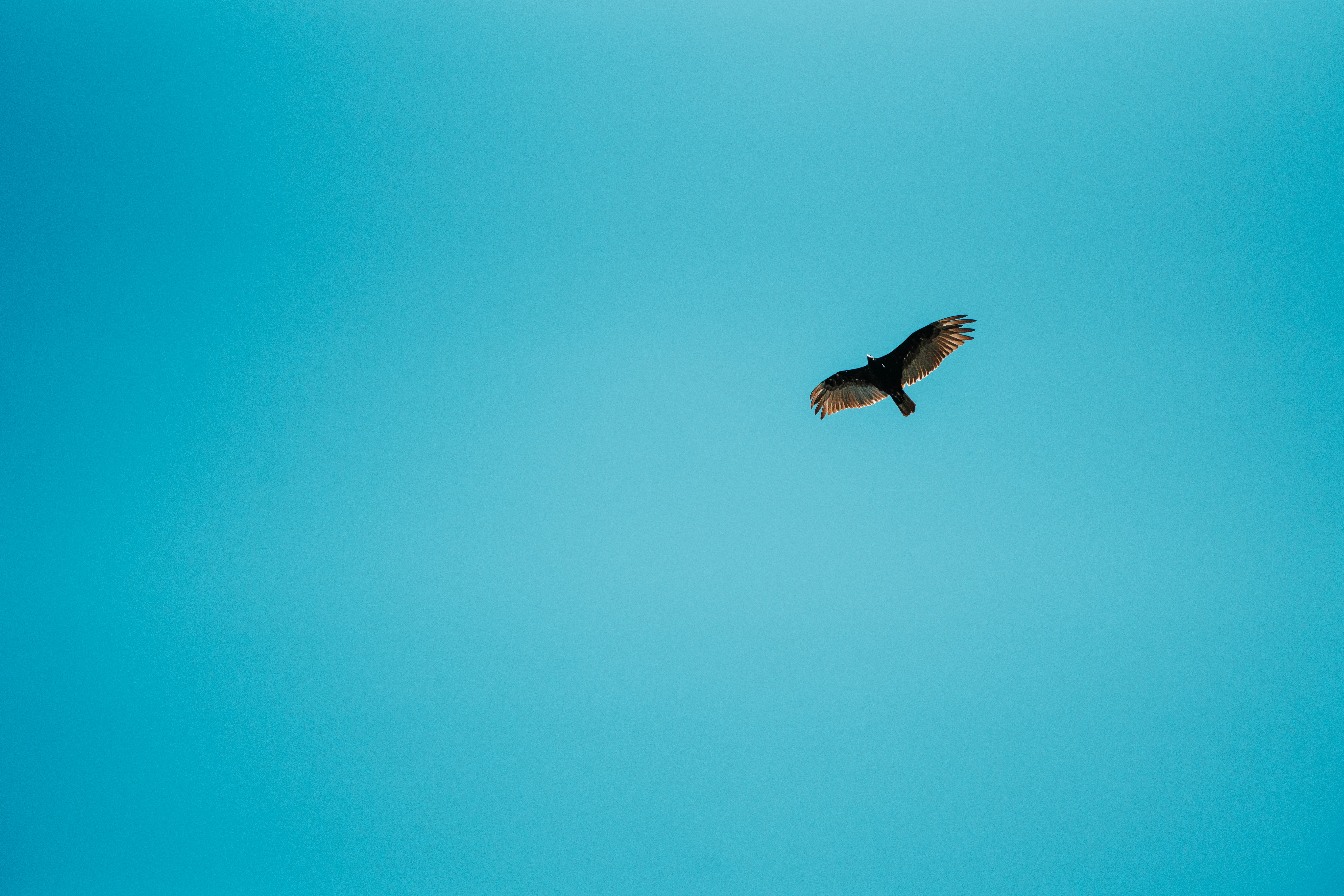 Brown bird flying under blue sky during daytime photo – Free Blue Image ...