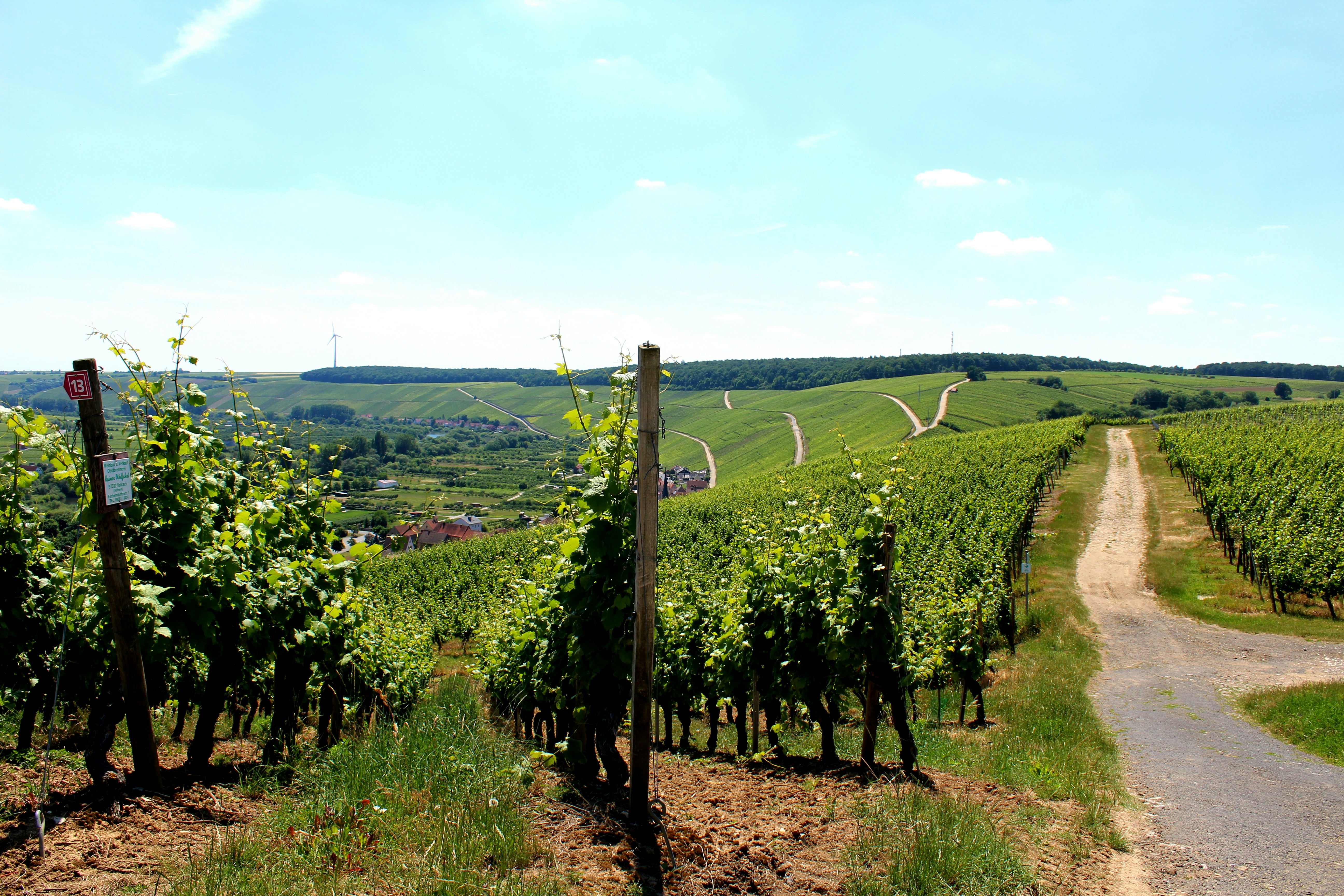 Lush vineyards stretch across rolling hills under a bright blue sky, with a winding path inviting exploration. The scene captures the serene beauty of wine country.
