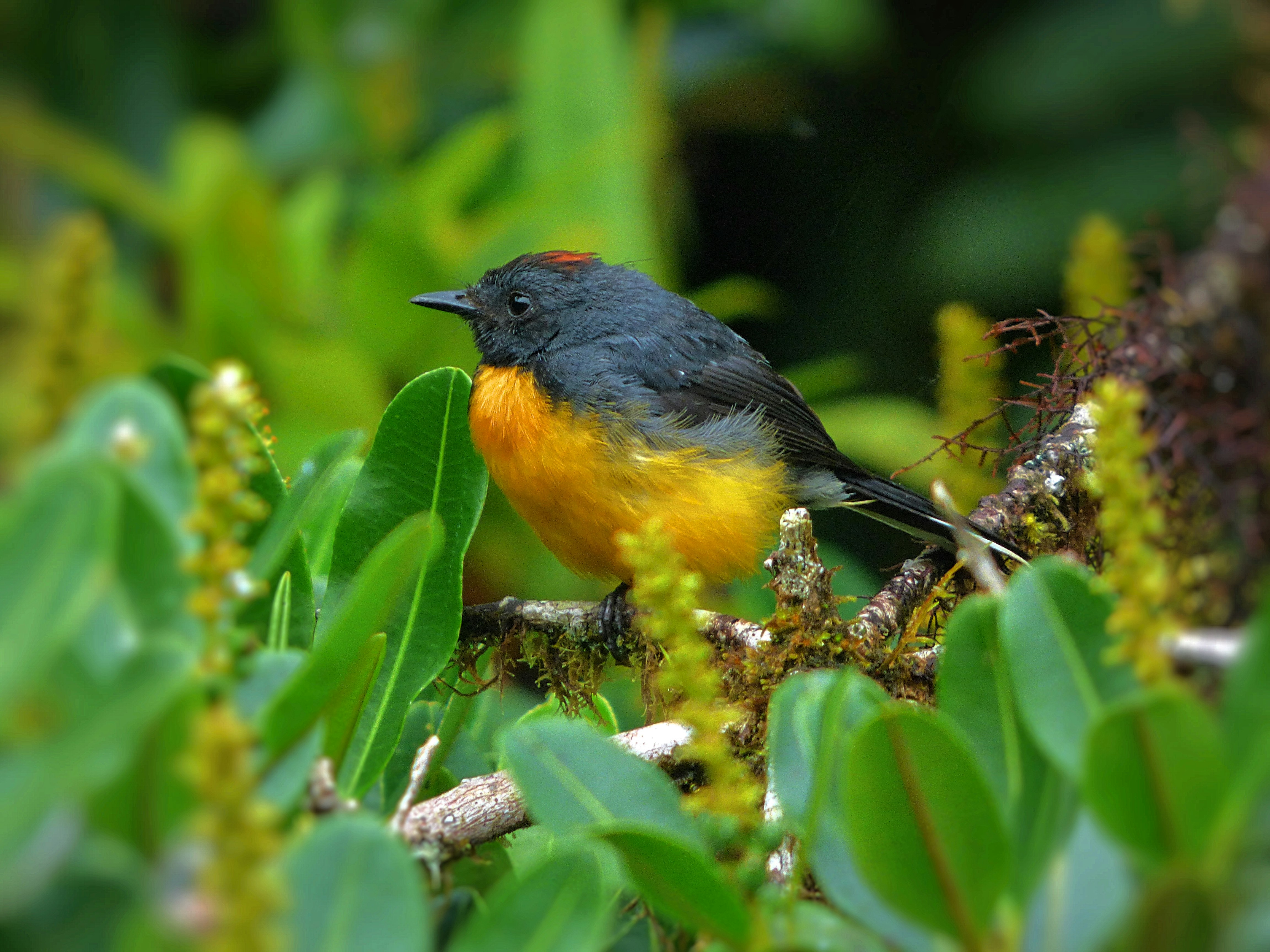 Small bird with orange chest and gray head perched on a mossy branch amid dense green foliage.