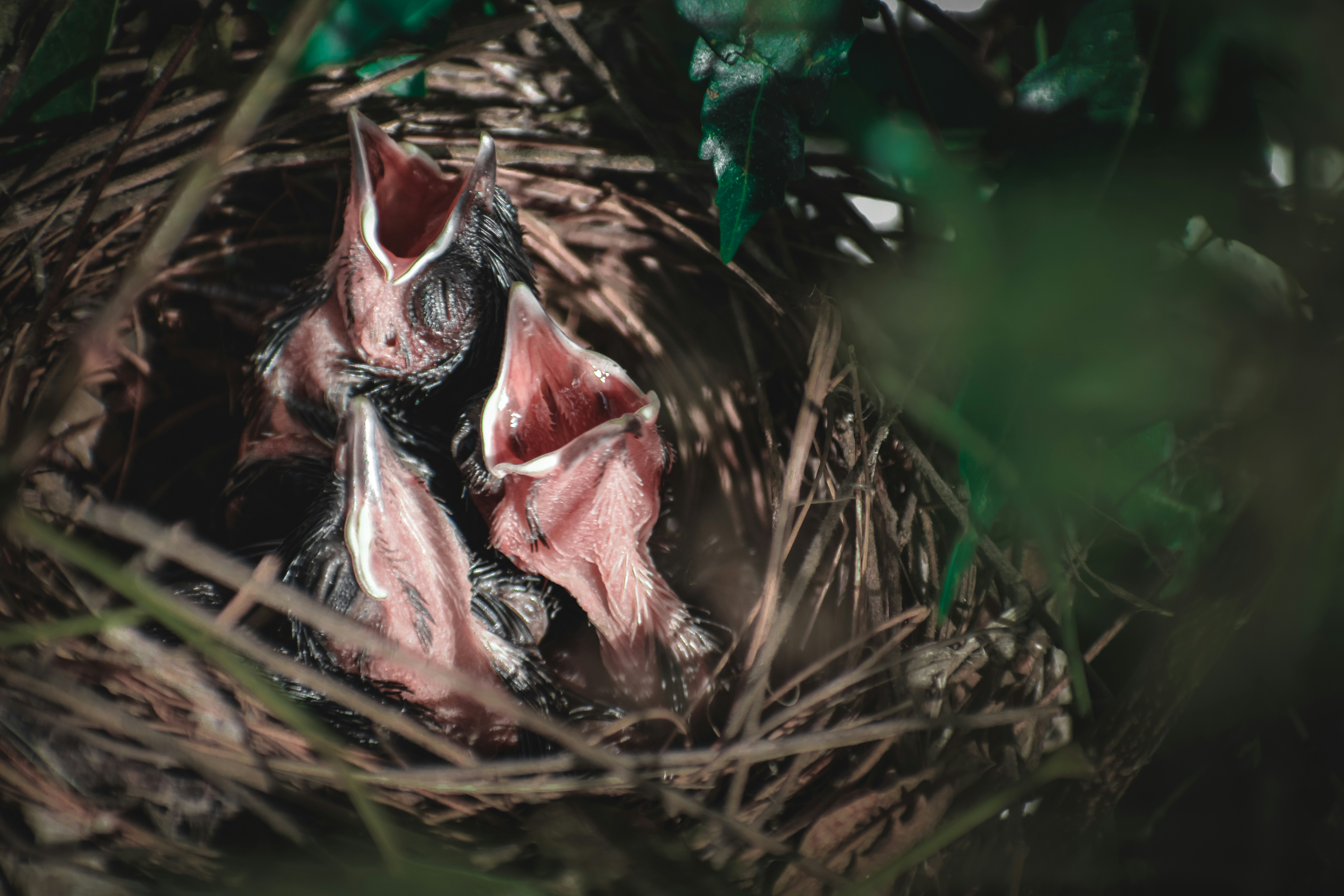 Shadowed Nest: Pink Interiors Hidden Among Pine Needles