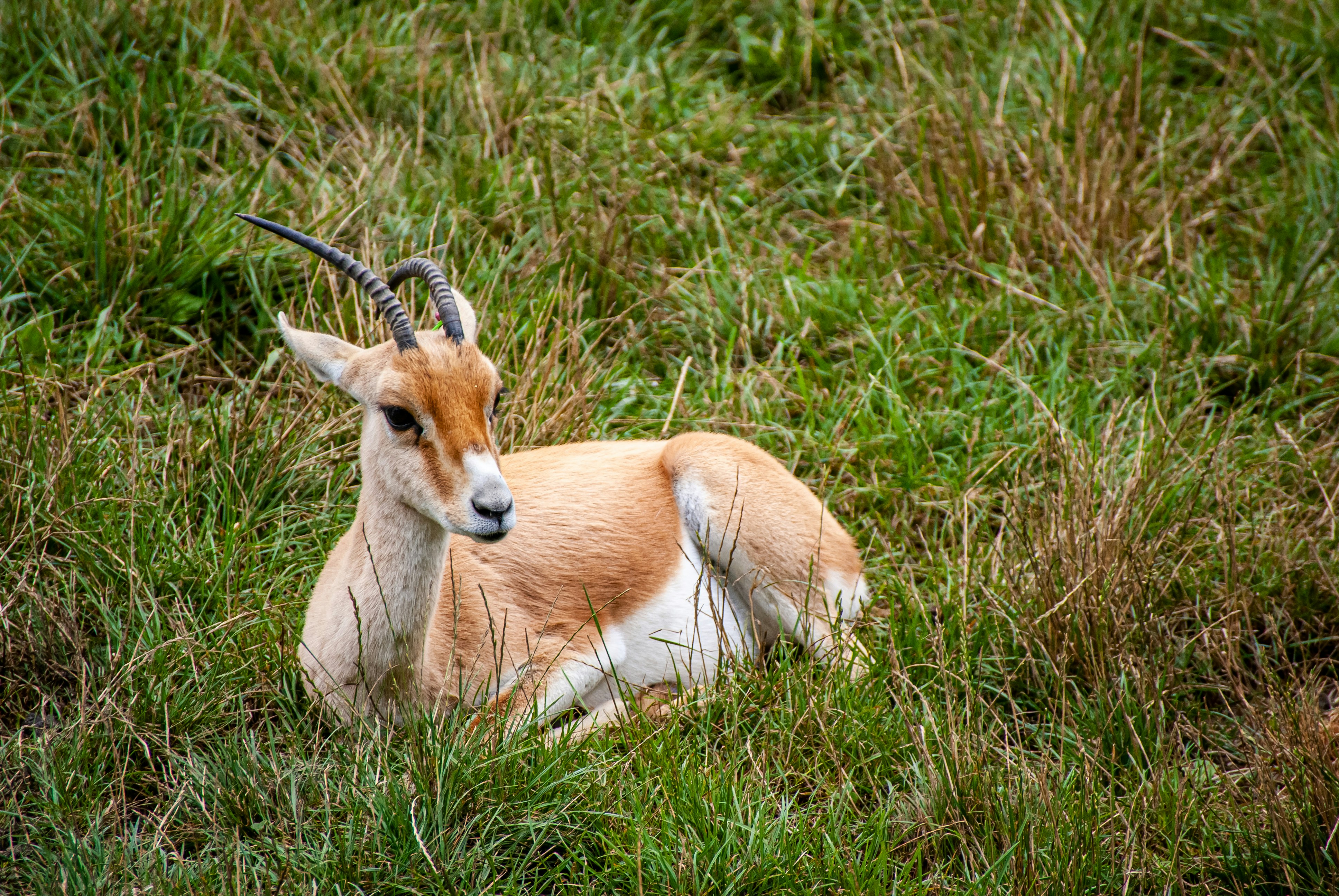 Gazelle with curved horns resting on vibrant green grass.