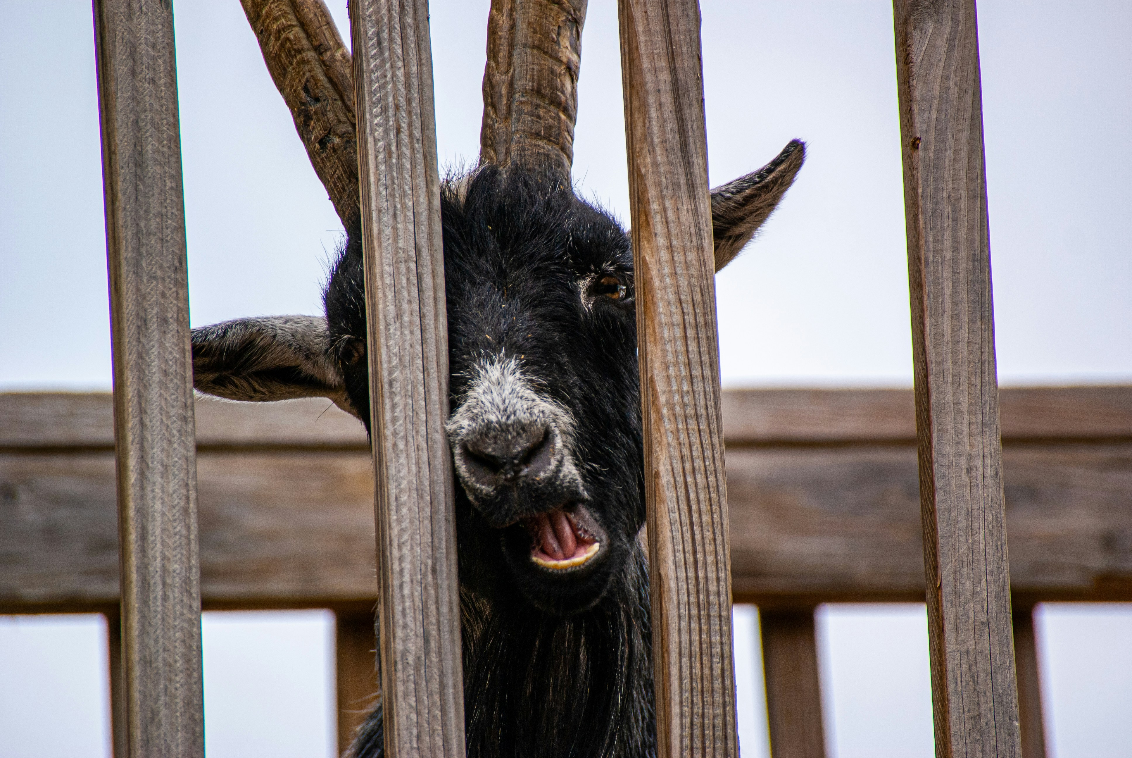 Face Behind the Slats: A Goat's Quizzical Peek