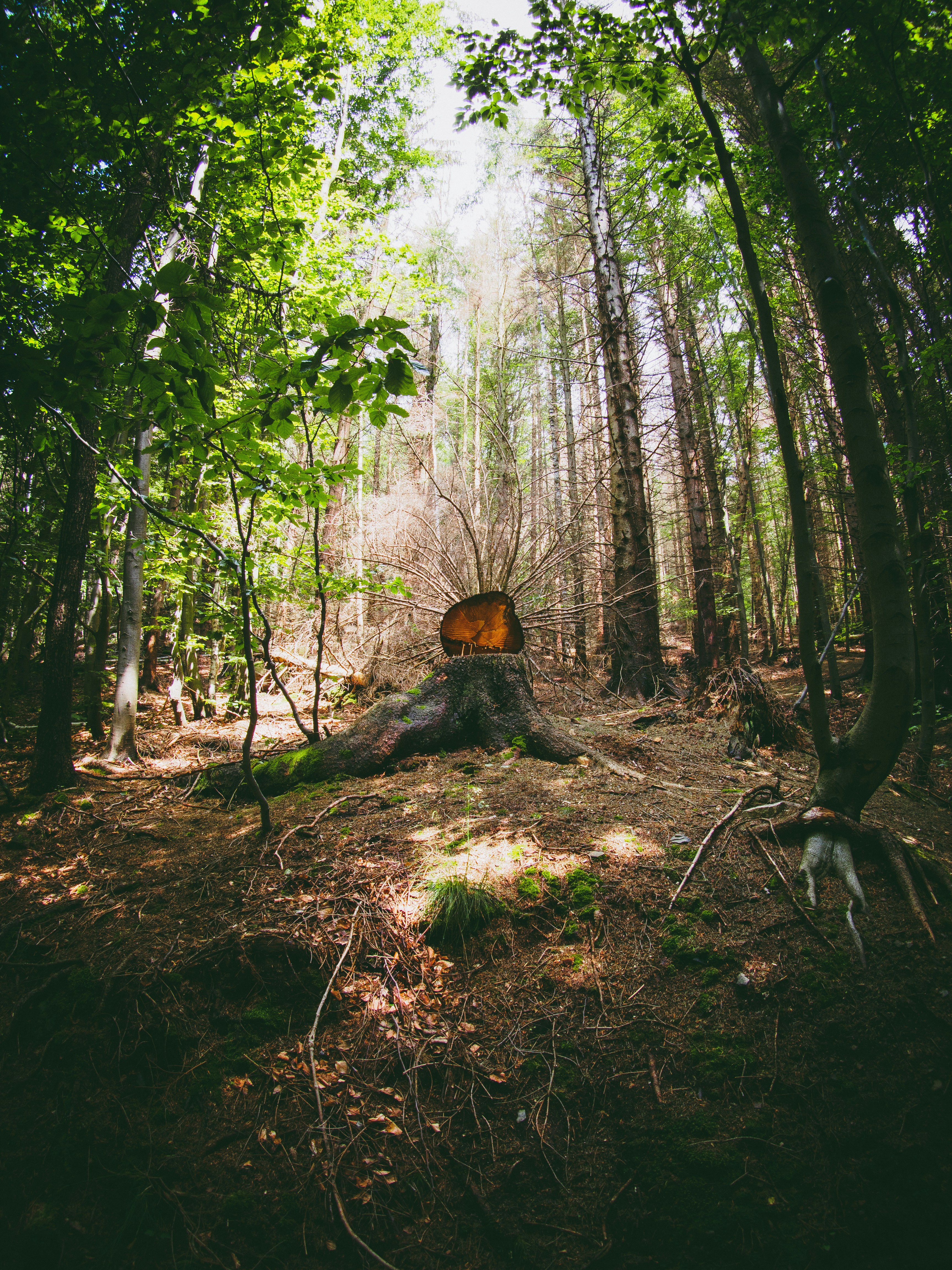 Sunlit Hollow Stump: Forest Centerpiece Among Towering Pines