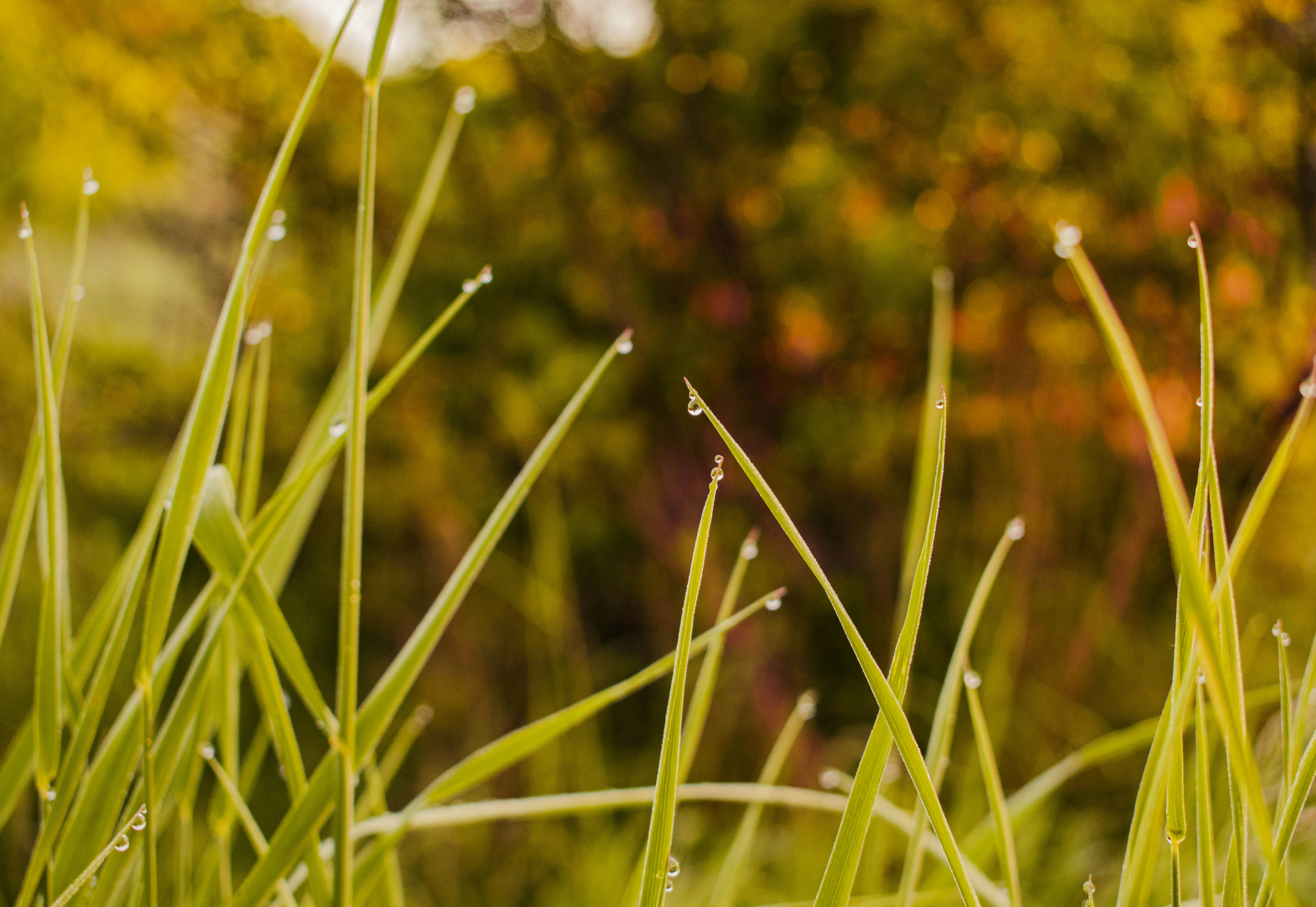 Close-up of dew-kissed grass blades swaying gently in the morning light, creating a serene natural scene.