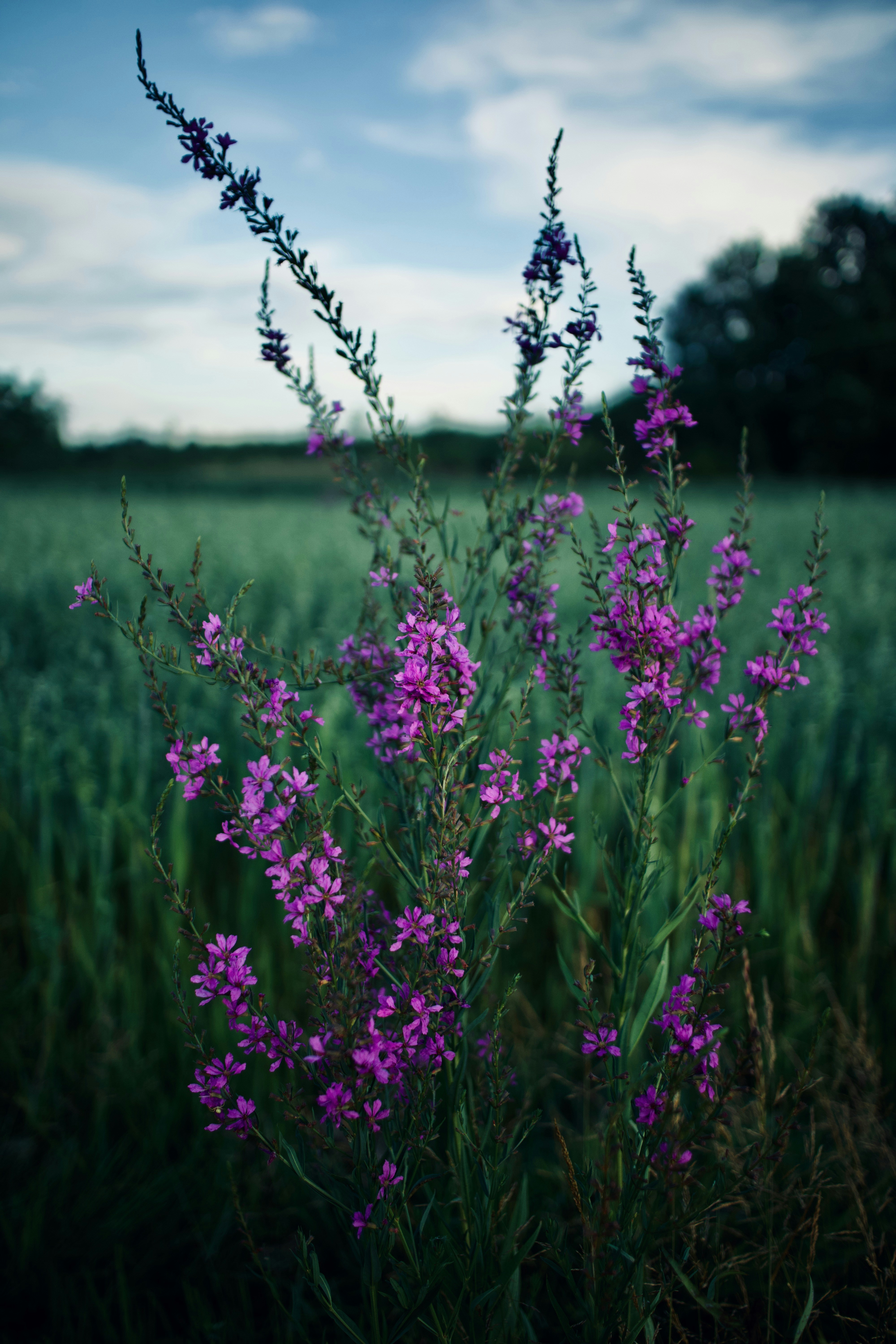 Vibrant purple wildflowers stand tall against a lush green backdrop, capturing the essence of a serene meadow. The delicate petals contrast beautifully with the surrounding foliage.