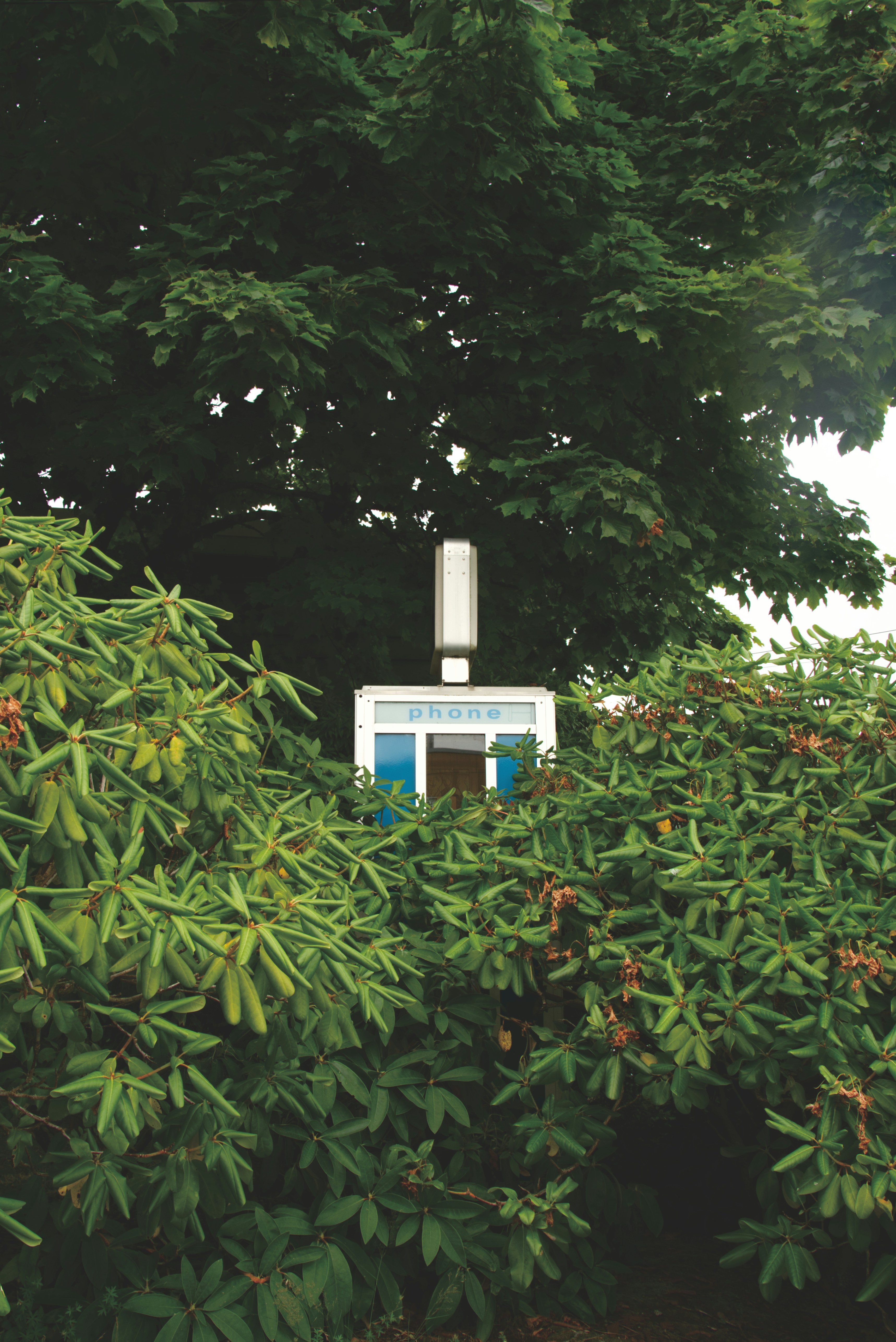 Whispered Dial: A Phone Booth Emerges from the Foliage