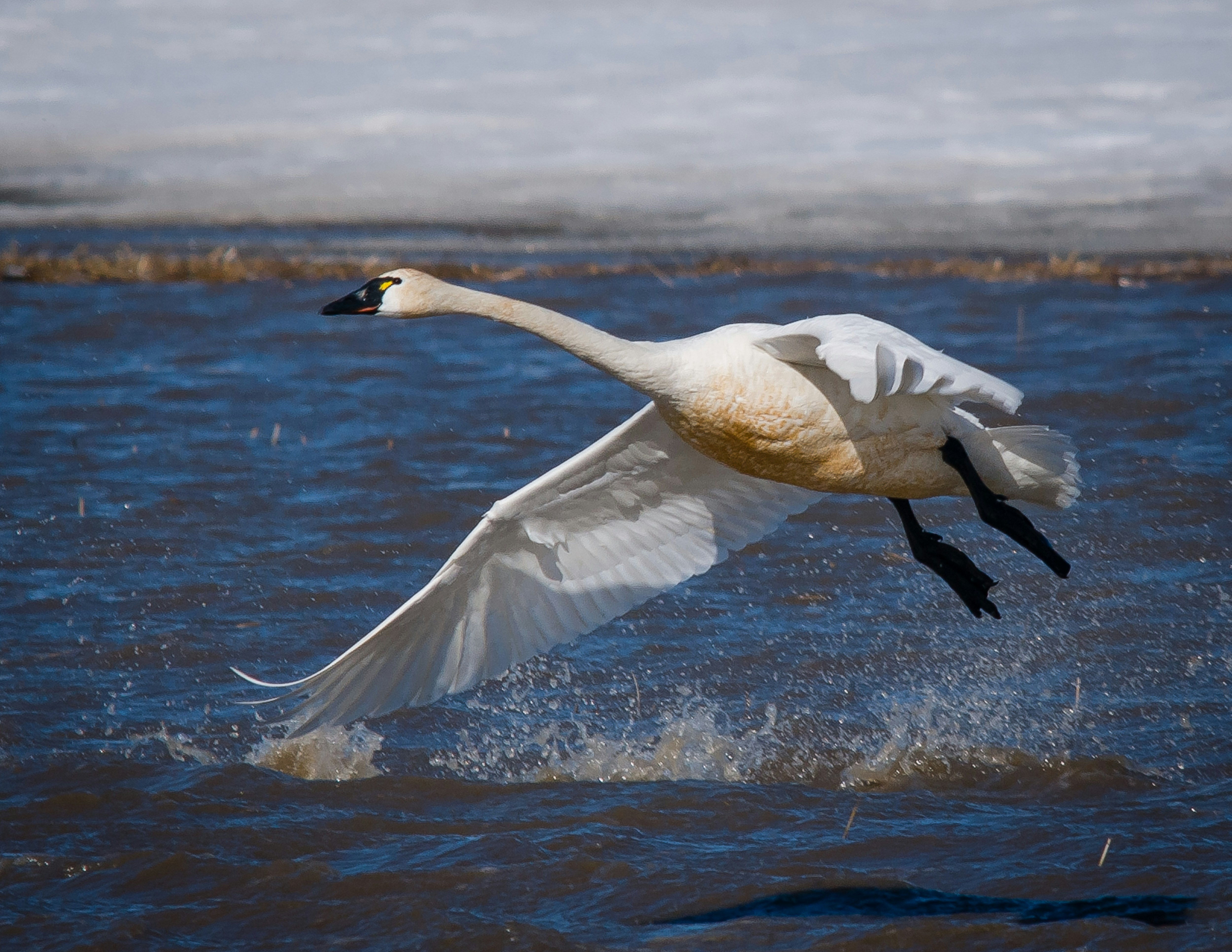 Every spring Tundra Swans migrate through southern Alberta on their way to their nesting grounds in the arctic.