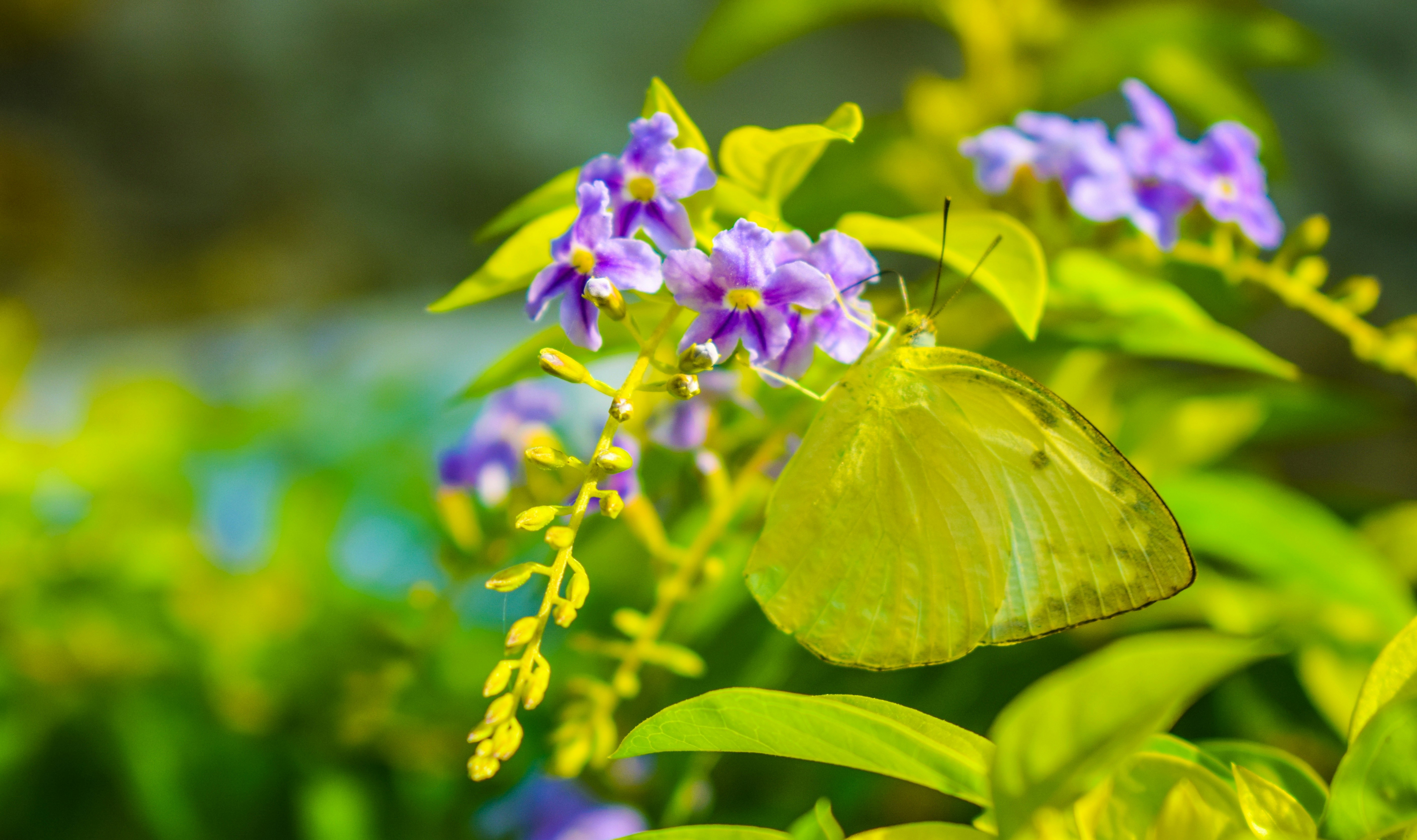 A vibrant yellow butterfly delicately perched on purple flowers, surrounded by lush green foliage. The scene captures the essence of a tranquil garden moment.