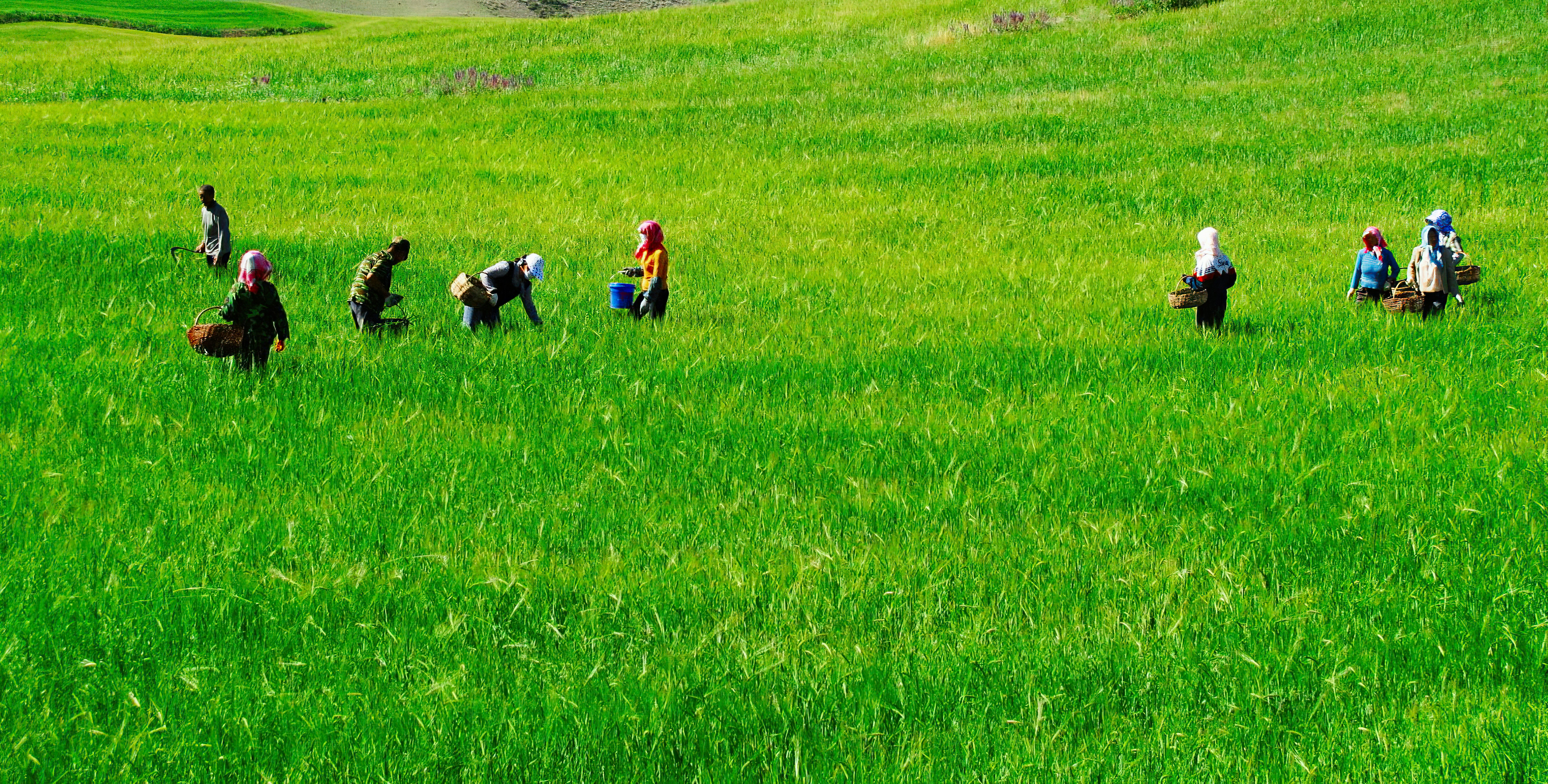 Verdant Crossing: Hikers Trek Across a Sunlit Grassland