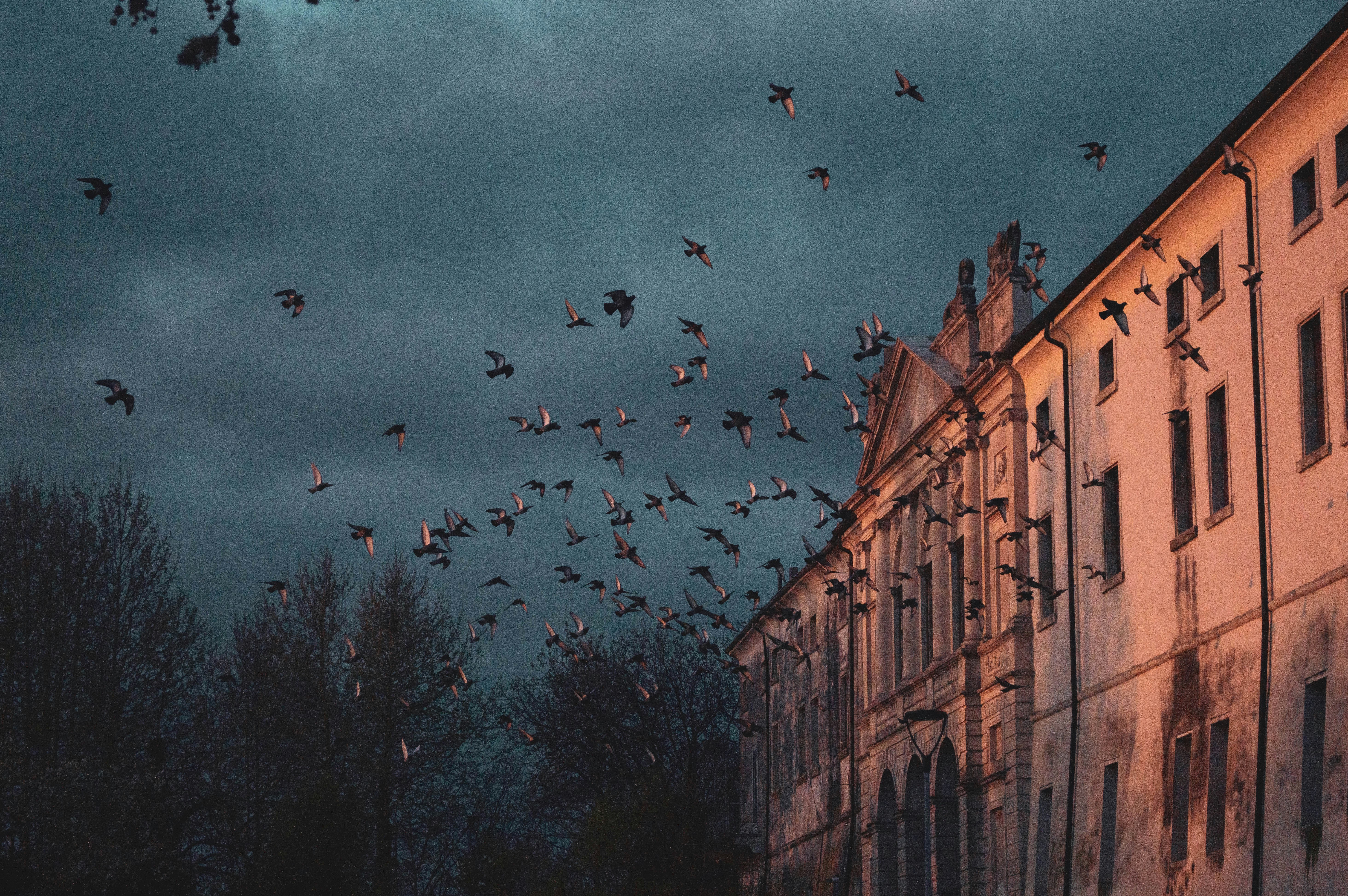 Flock of birds soaring against a moody sky, with an old building partially illuminated by warm light.