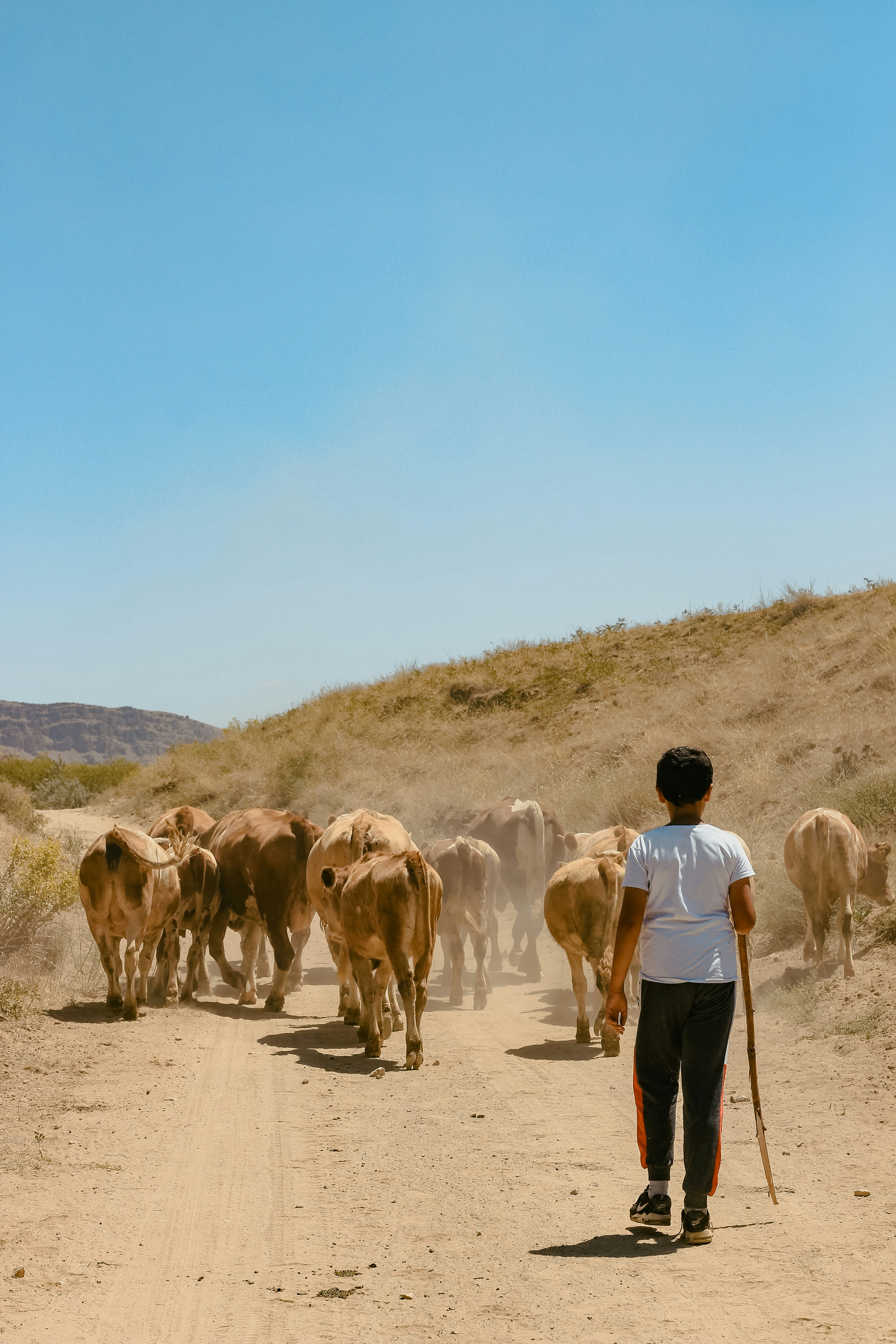 Dust Trail Pulse: A Shepherd Guides Cattle Along a Sunlit Dirt Road