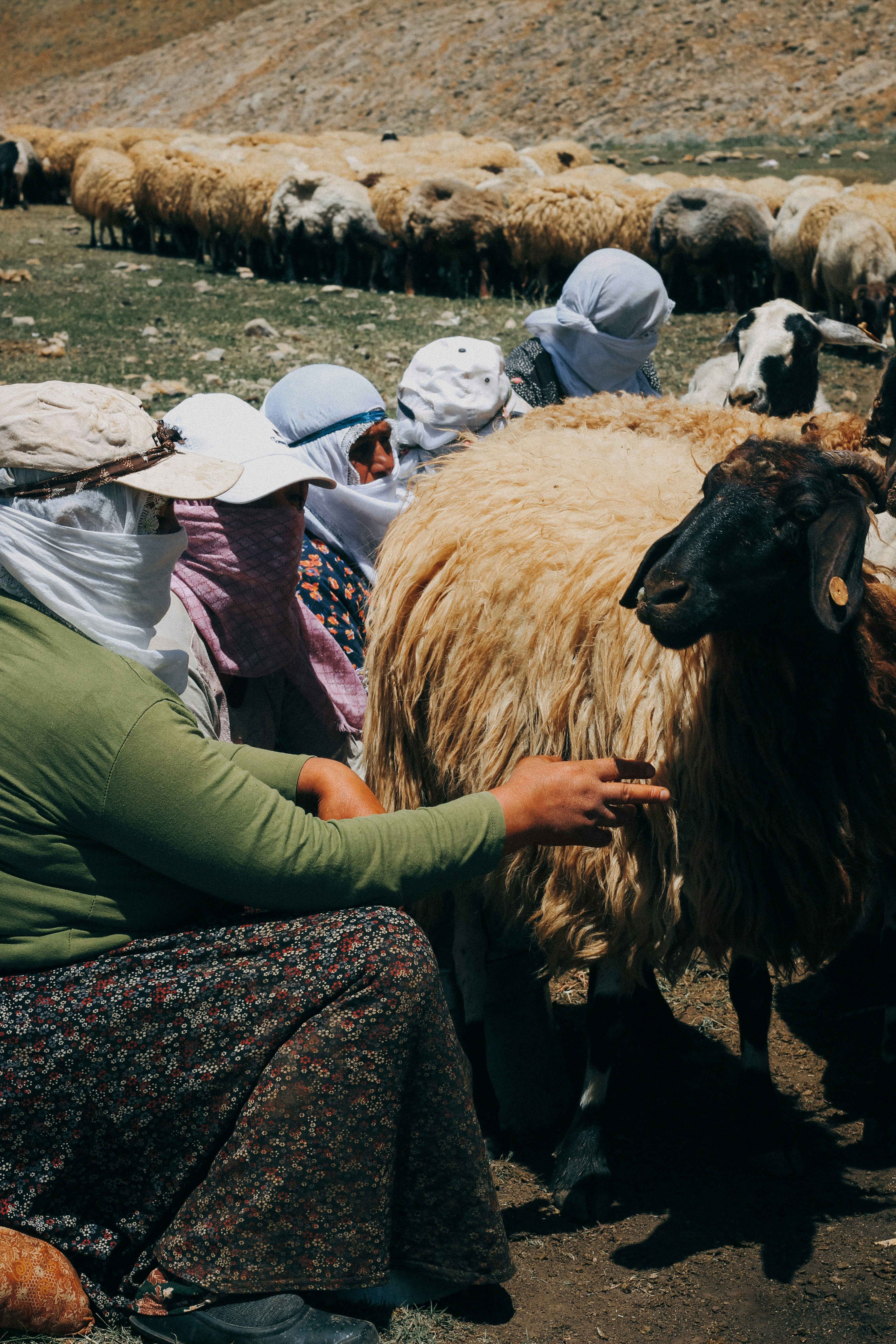 group of sheep on green grass field