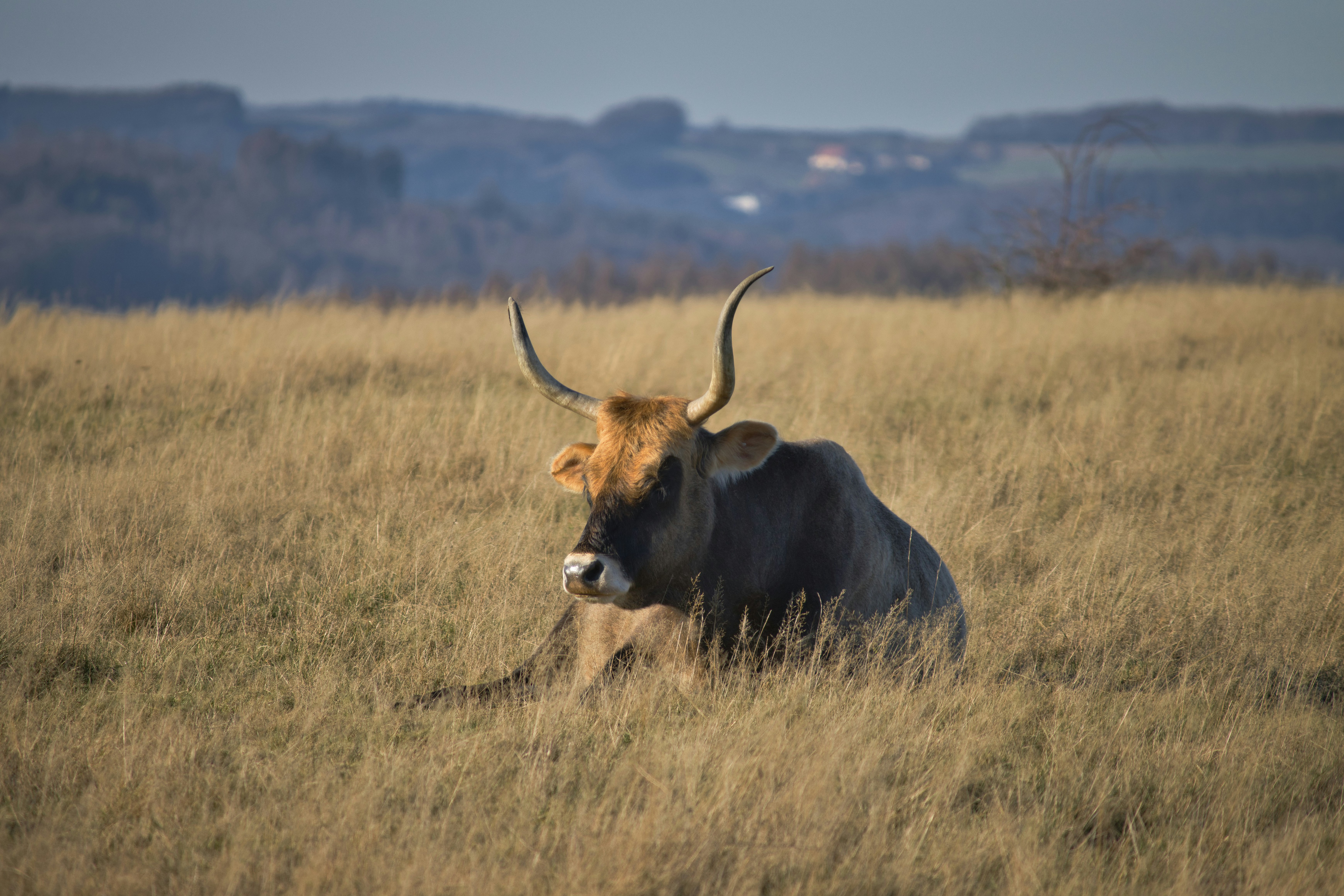 Majestic Rest in the Meadow