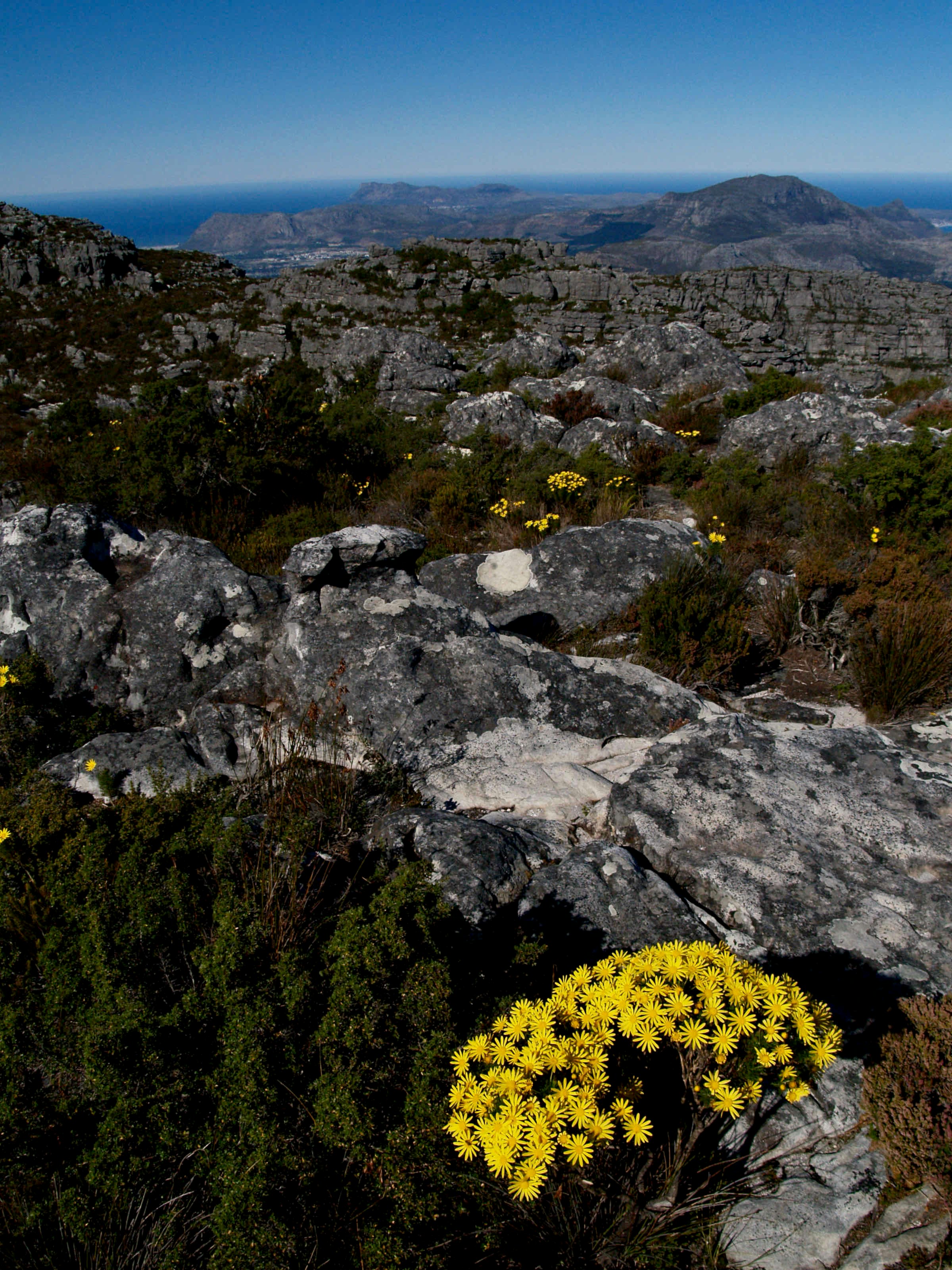 Sunlit yellow flowers cluster at the rocky foreground with rugged coastal terrain and distant hills under a clear blue sky.