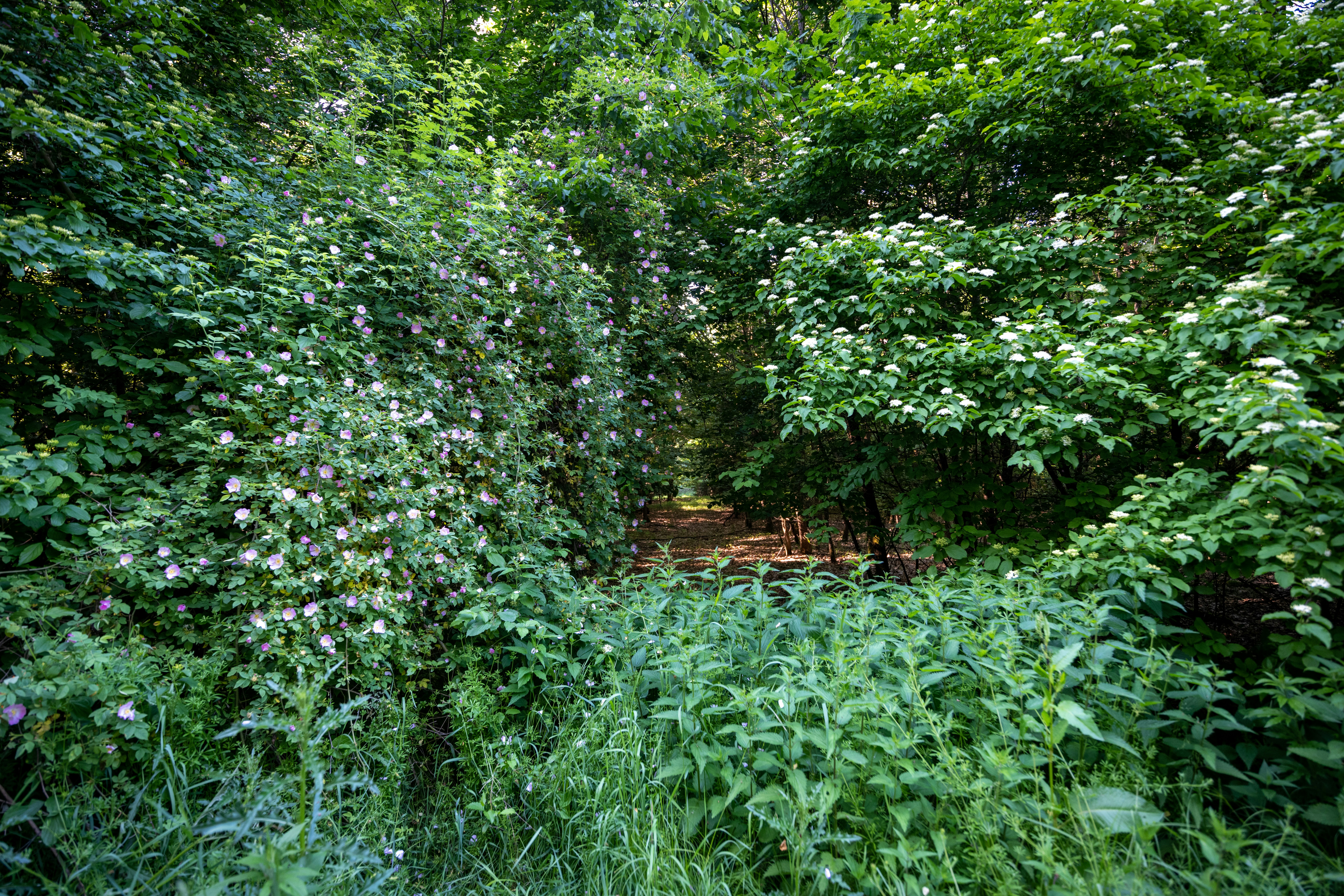 Lush greenery frames a secluded pathway, inviting exploration through vibrant foliage and delicate blooms.