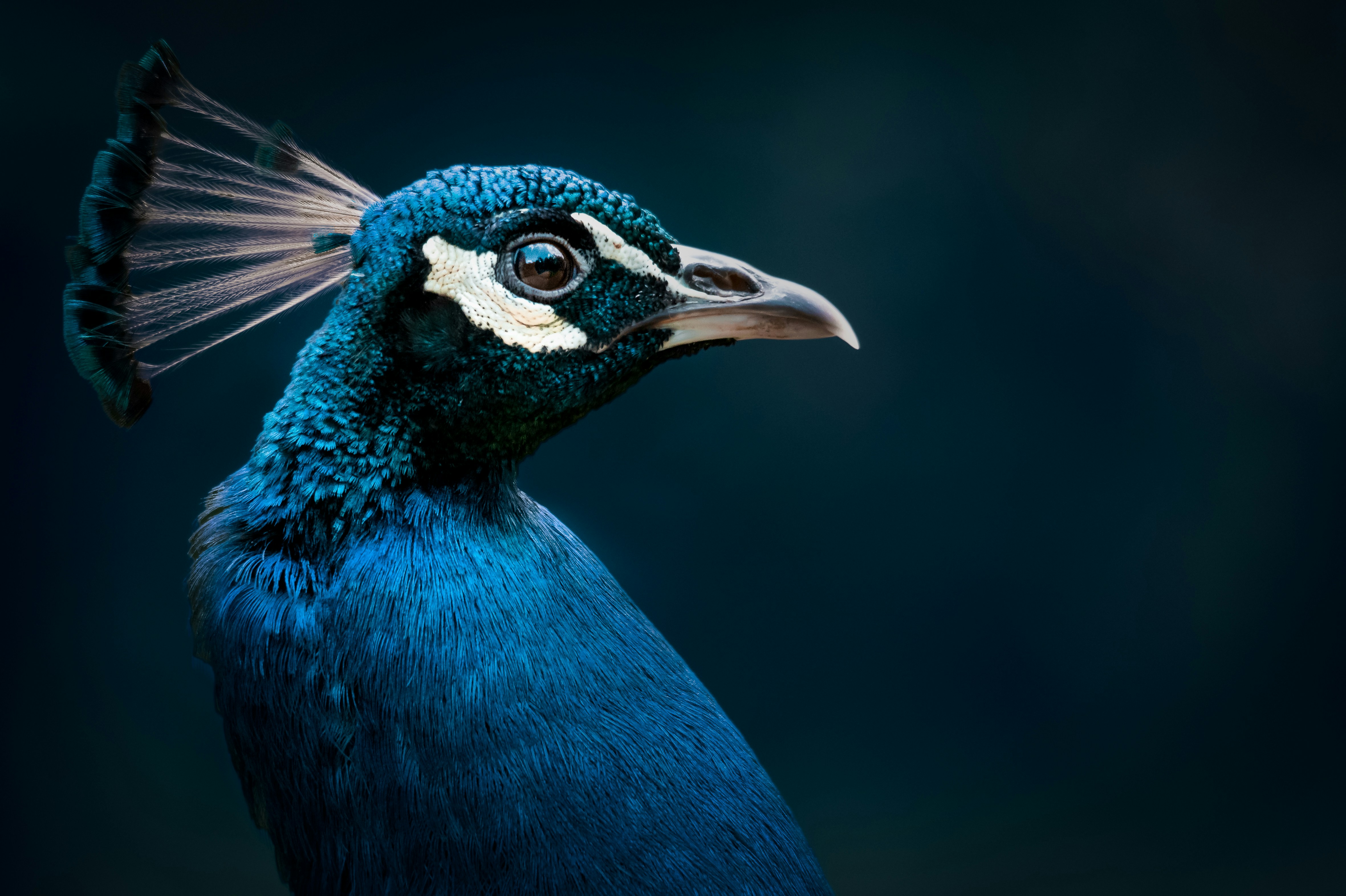 Close-up portrait of a peacock showcasing its vibrant blue feathers and intricate facial details against a dark background.