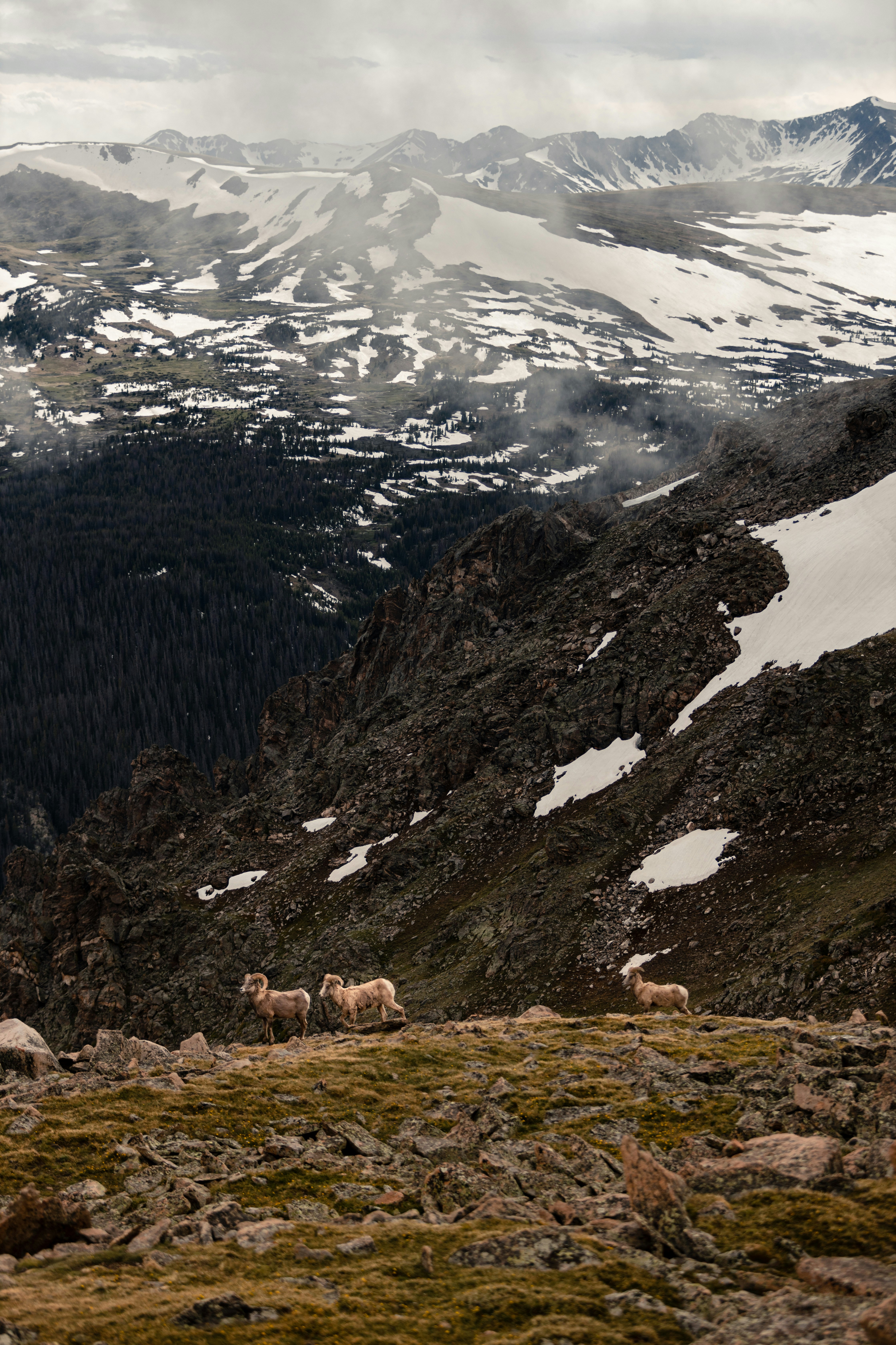 Pasture Amongst Winter Ridges: A Herd on Rock and Snow
