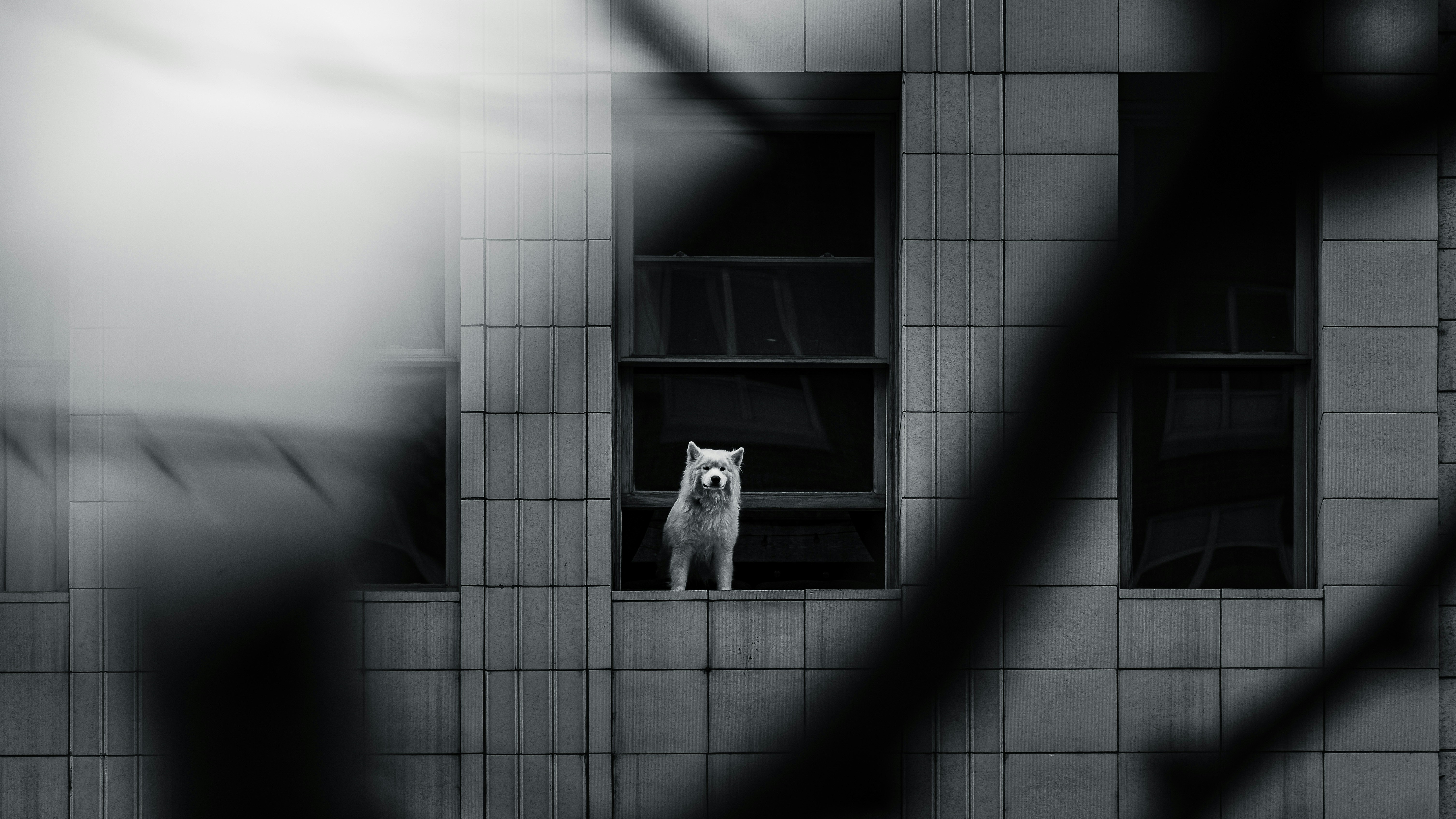 Monochrome Window Gazer: A Tiny Observer in a City Grid