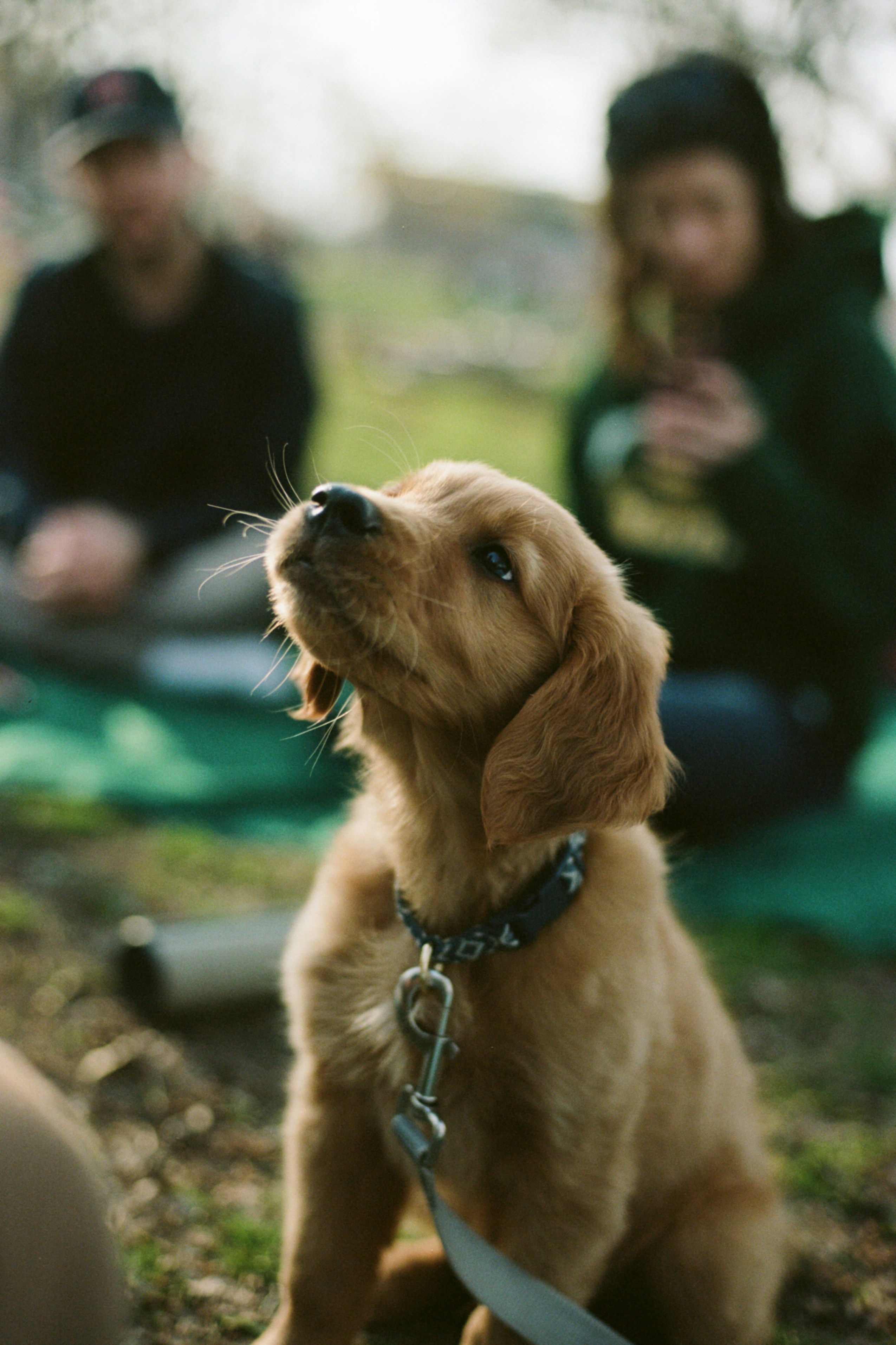 Golden retriever puppy gazing upward, surrounded by blurred figures in a park setting.