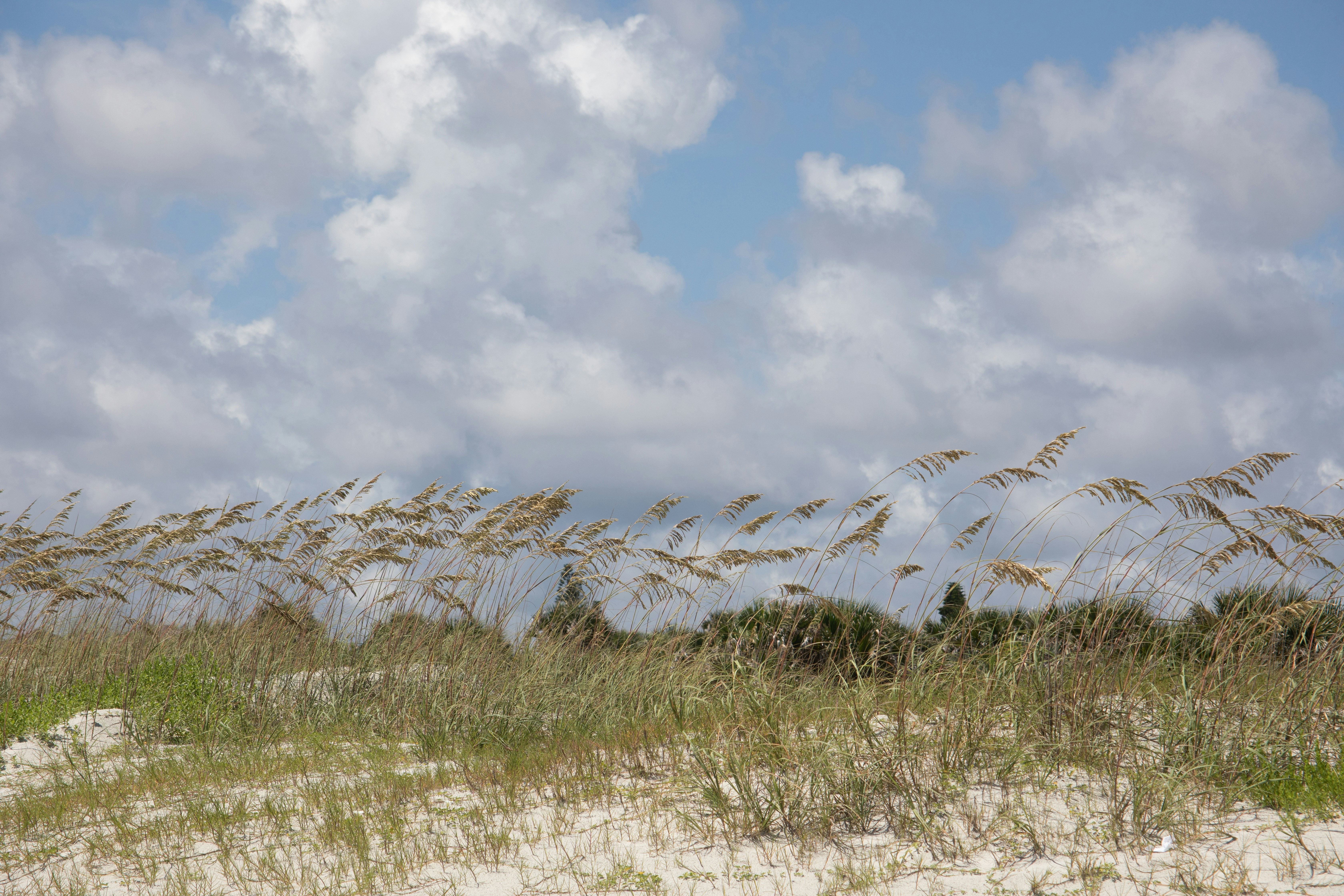 Tall grasses swaying gently in the coastal breeze under a cloudy sky, capturing the essence of a tranquil beach landscape.