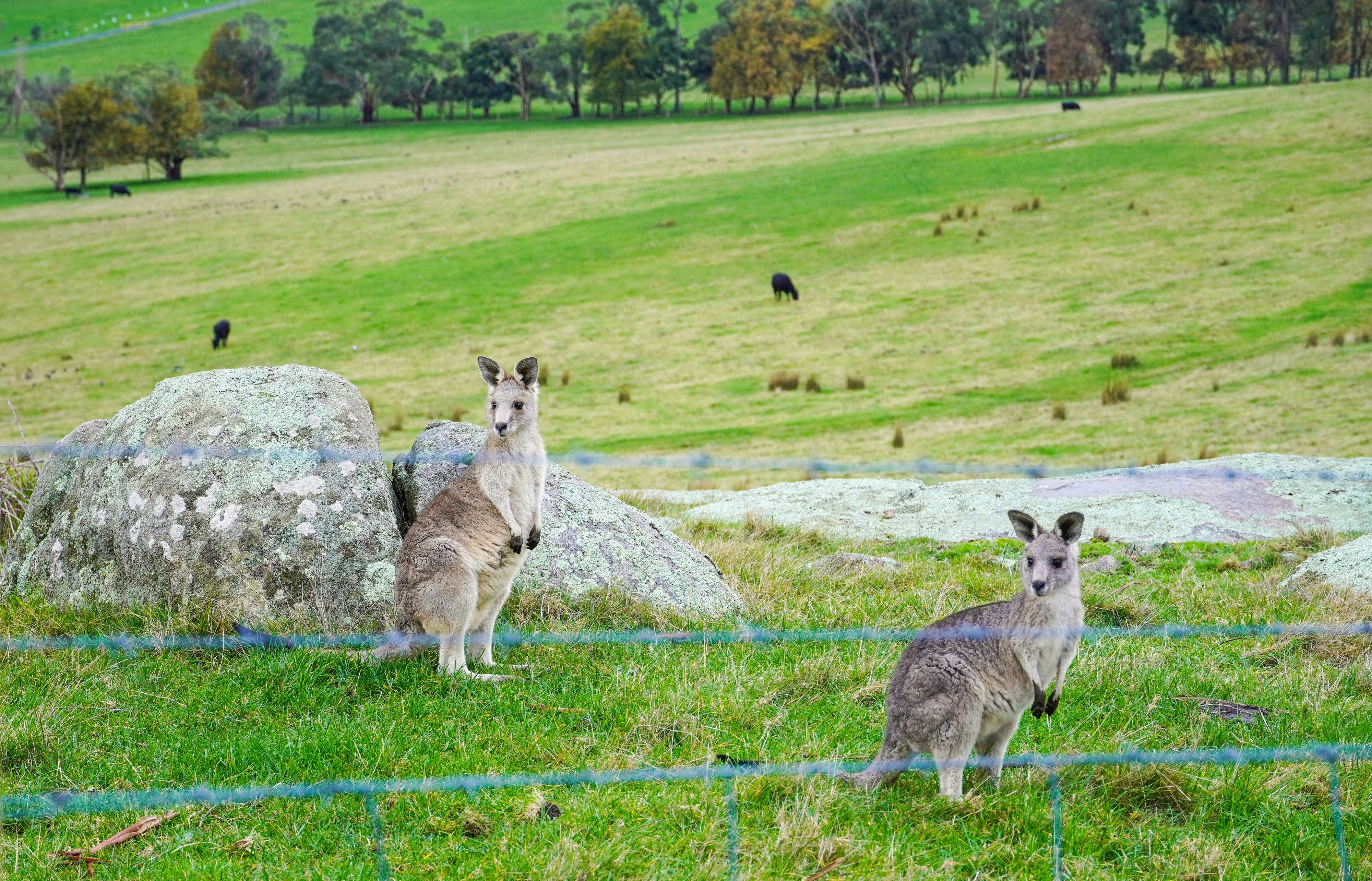 Gray kangaroo on green grass field during daytime photo – Free Animal ...