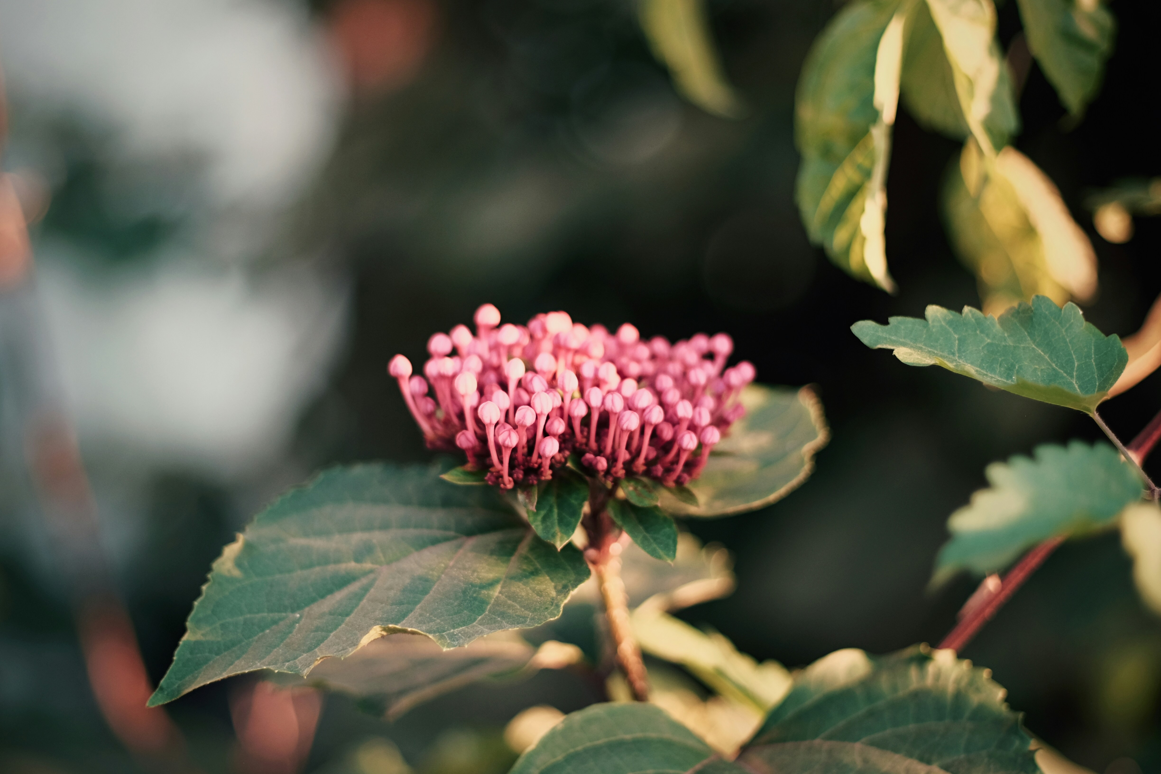 Cluster of vibrant pink flower buds surrounded by lush green leaves, capturing the essence of spring's renewal.