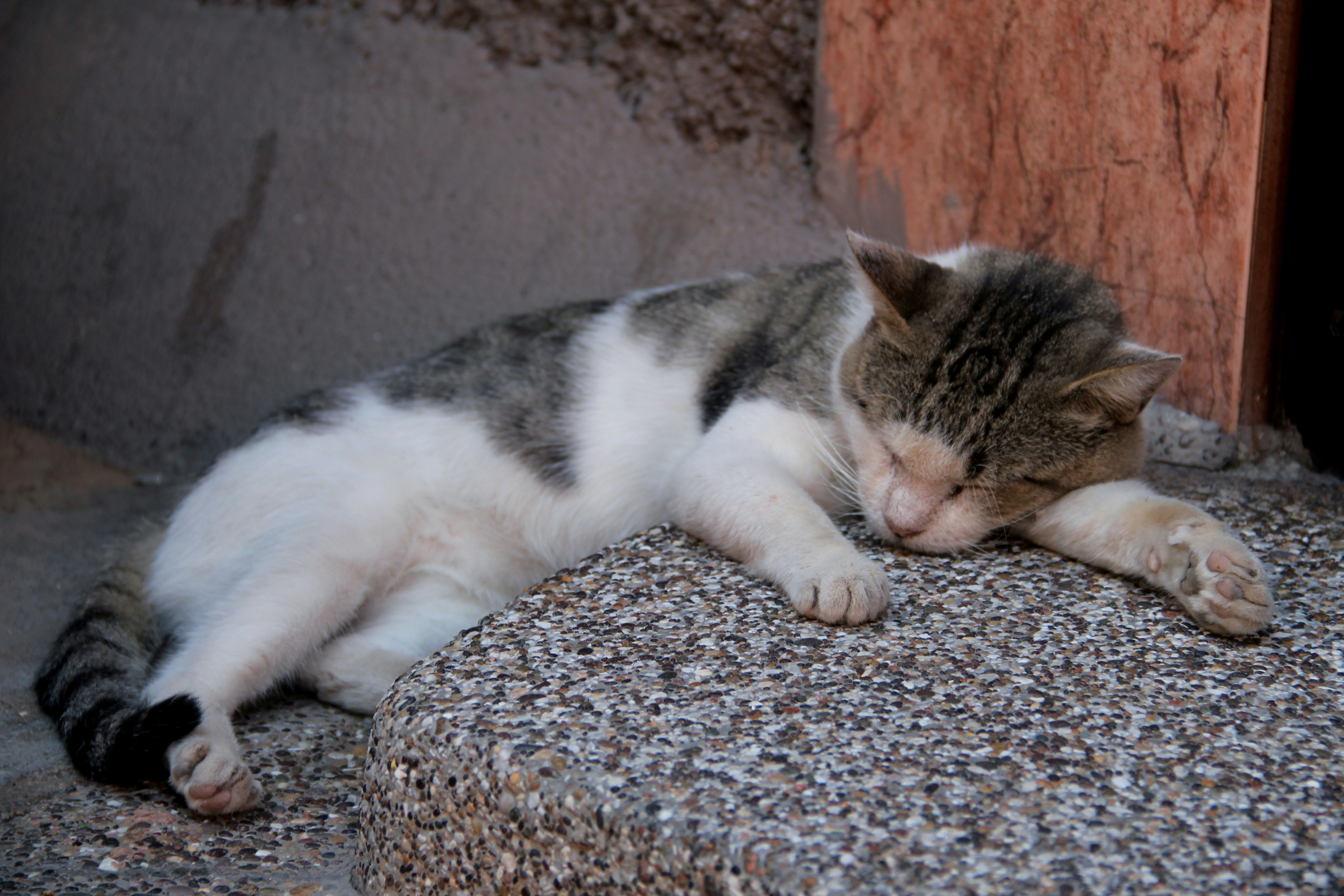 Pebble-Step Doze: A Calm Cat Resting on a Textured Concrete Threshold