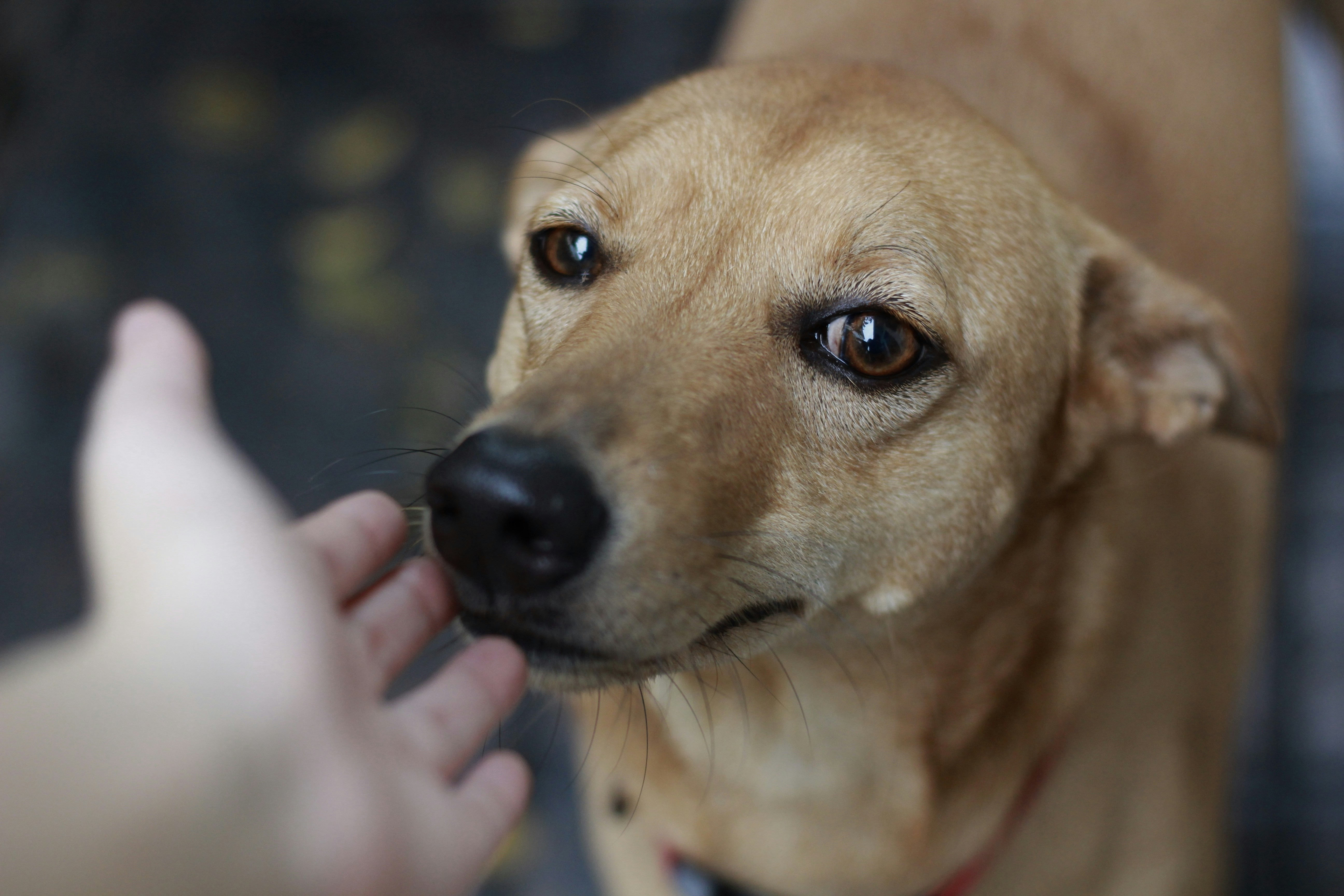 brown short coated dog on selective focus photography