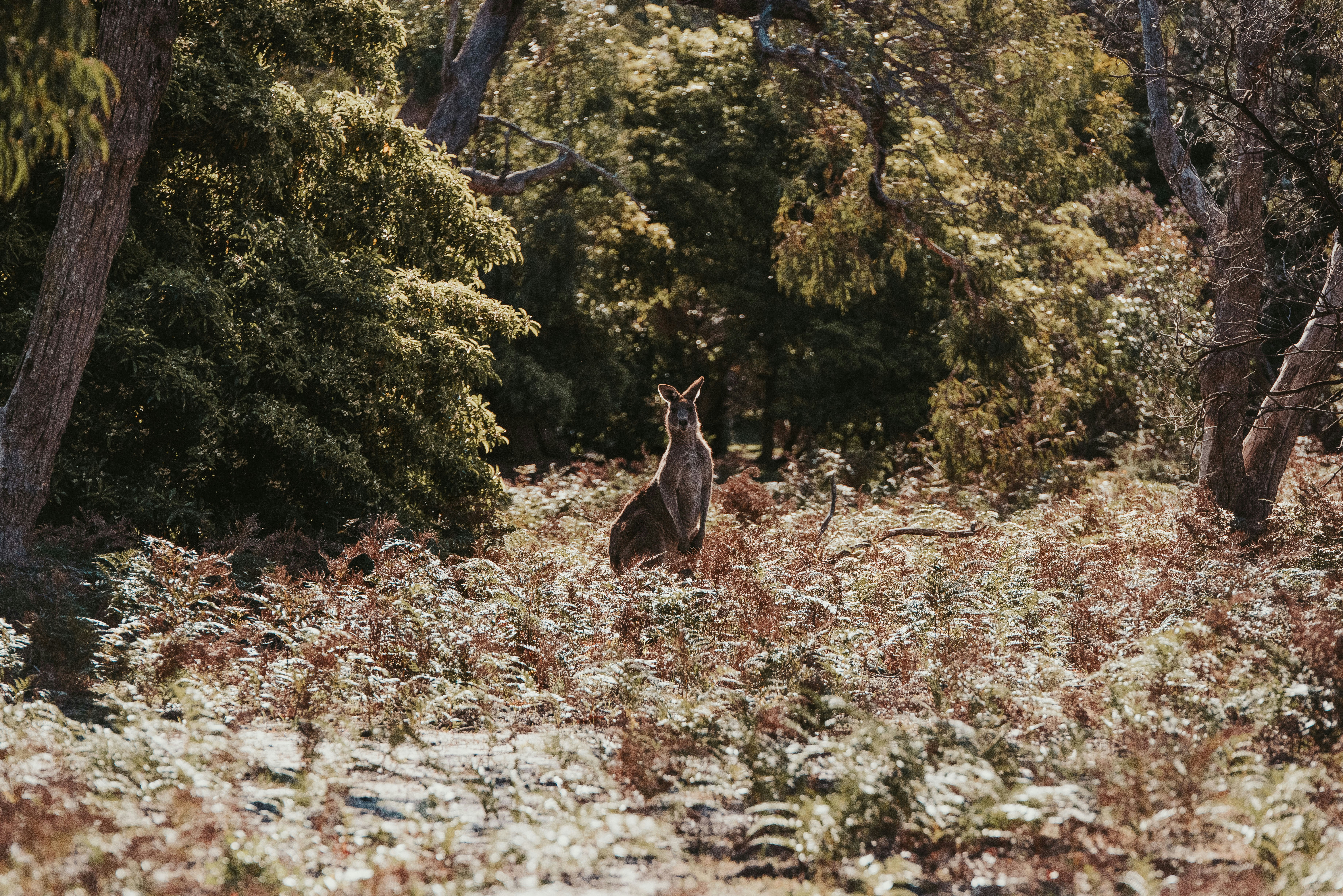 Quiet Forest Stalker: A Deer Pauses Among Ferns