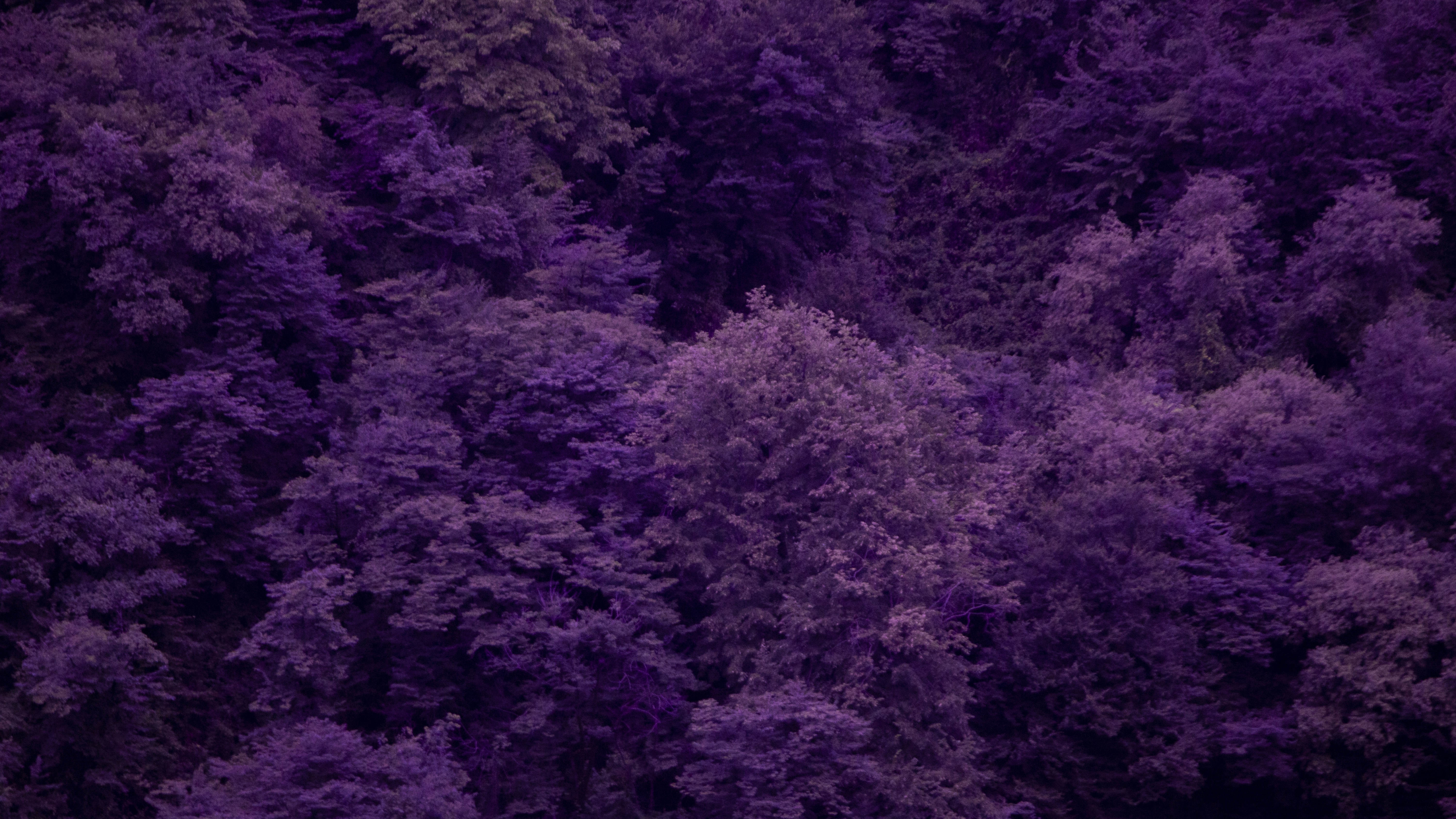 Lush forest foliage enveloped in shades of purple, creating an ethereal atmosphere. The dense treetops blend harmoniously in a dreamlike palette.
