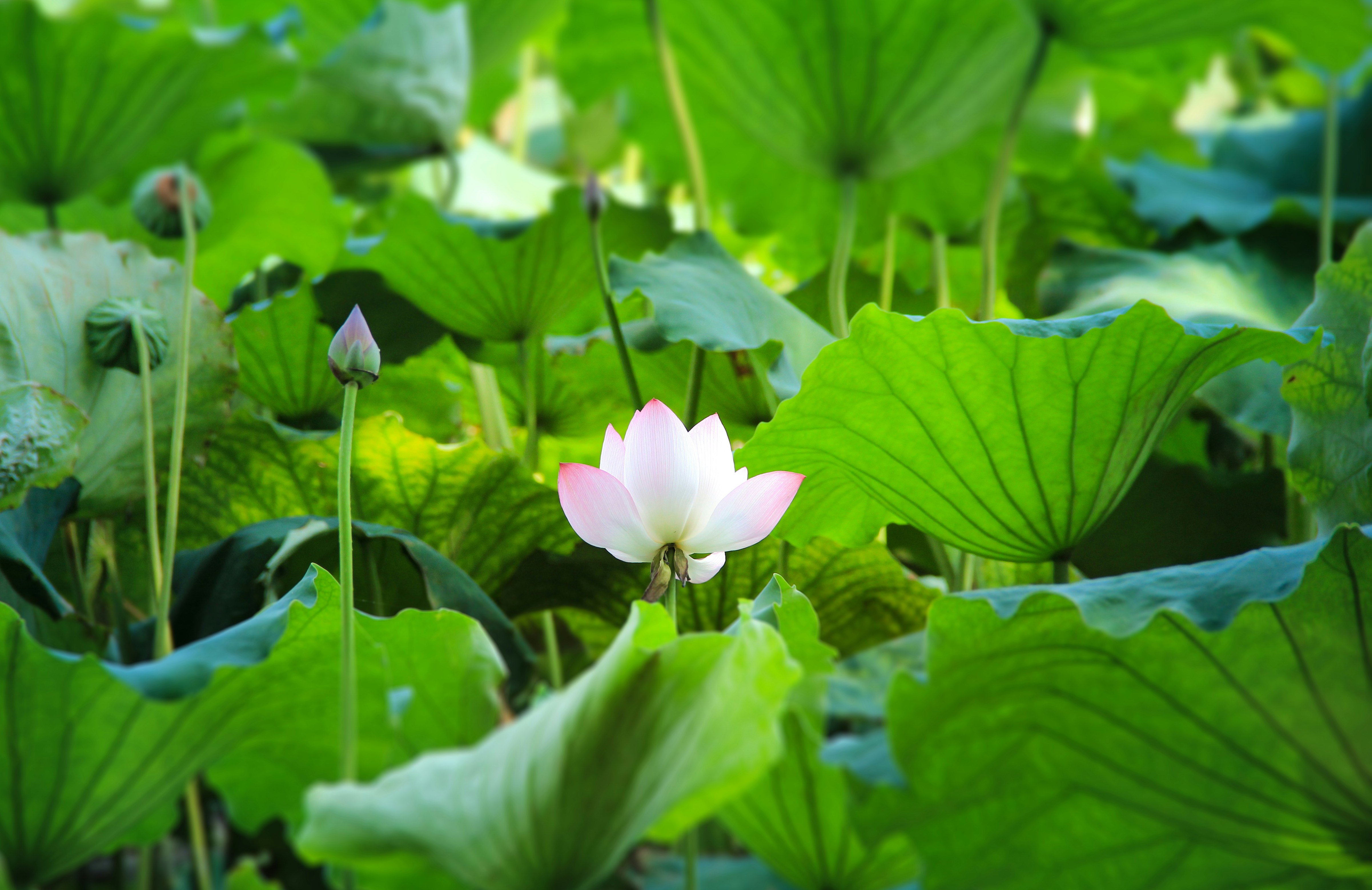 A delicate pink lotus flower stands out among lush green lotus leaves, symbolizing tranquility and beauty in nature.