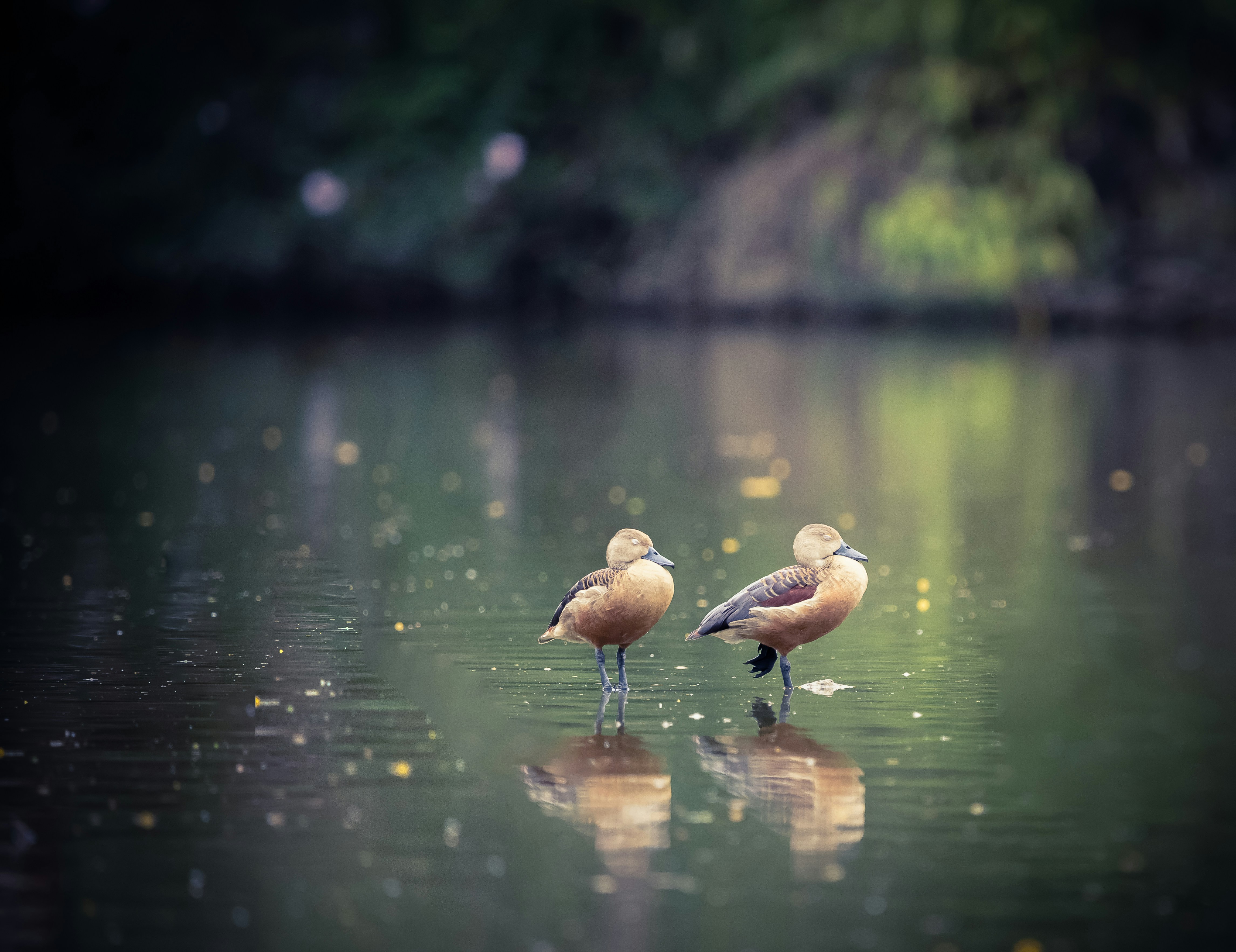 Two Waders in Quiet Reflection on a Glassy Pond