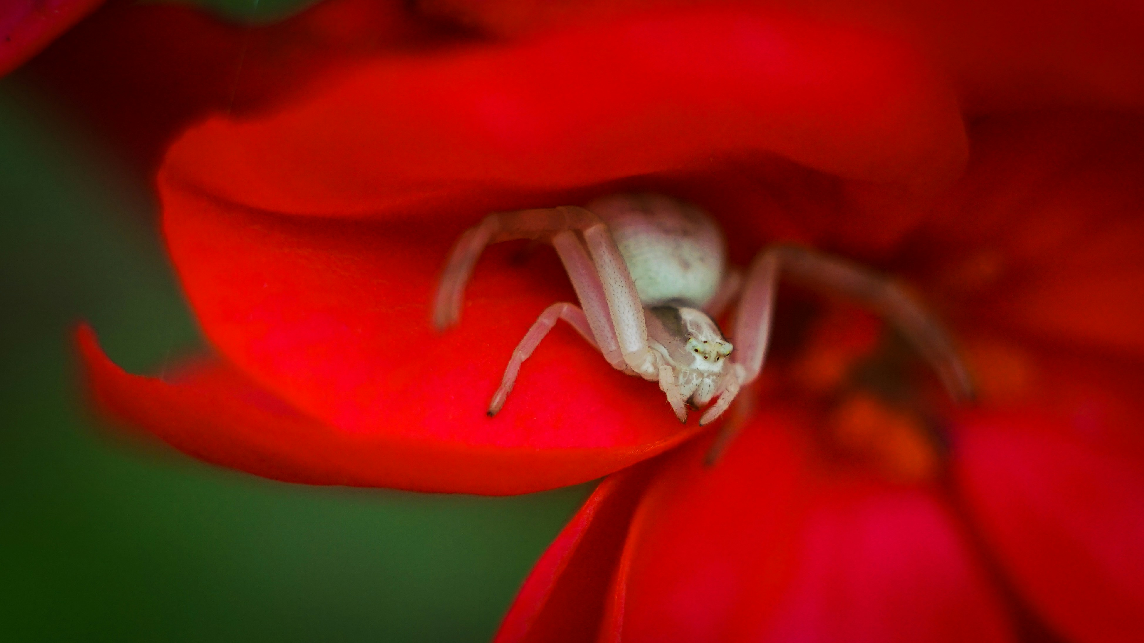 Crab Spider at the Heart of a Crimson Blossom