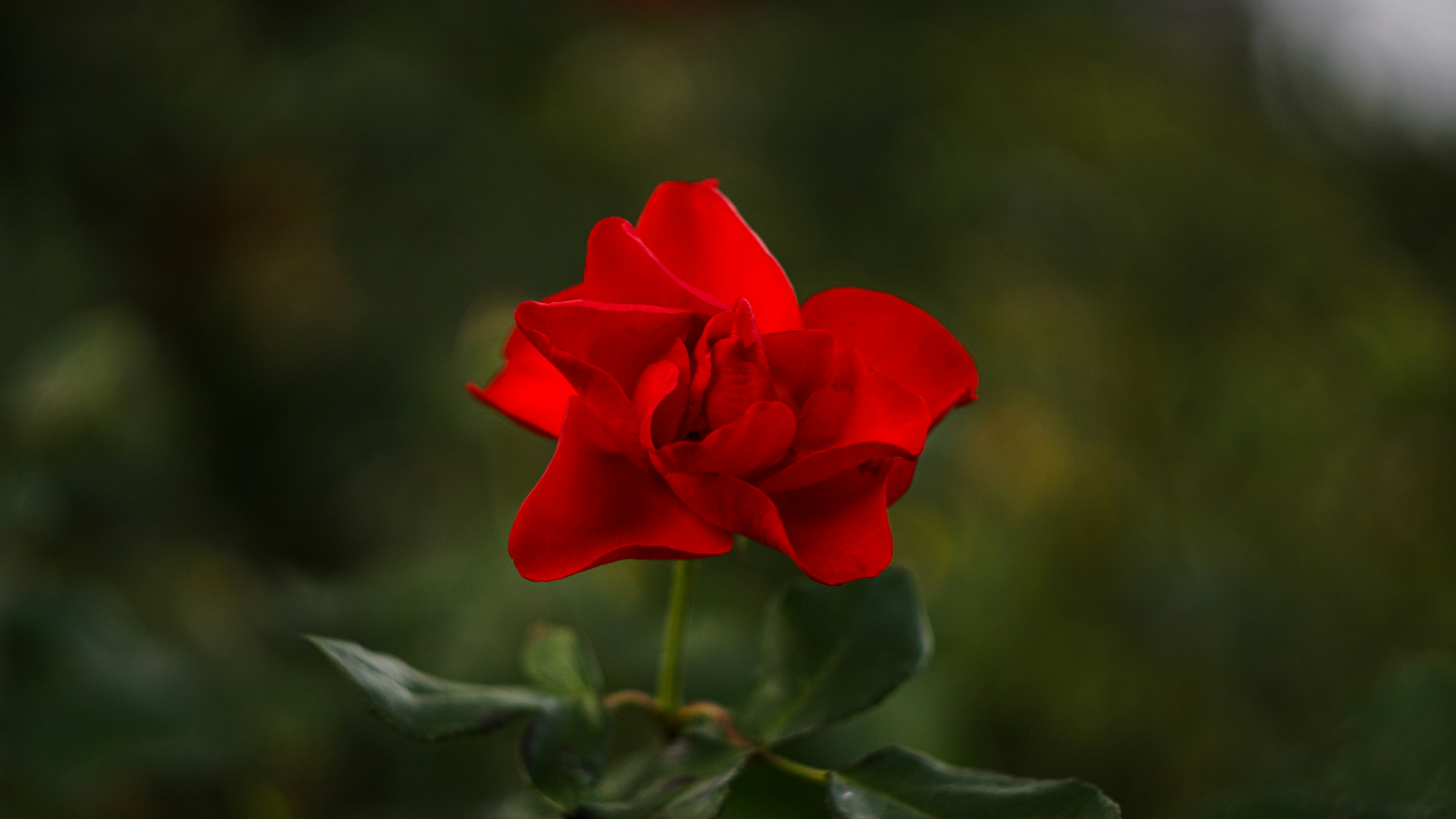 Vibrant red rose blooms amidst lush green foliage, showcasing its delicate petals and natural beauty.