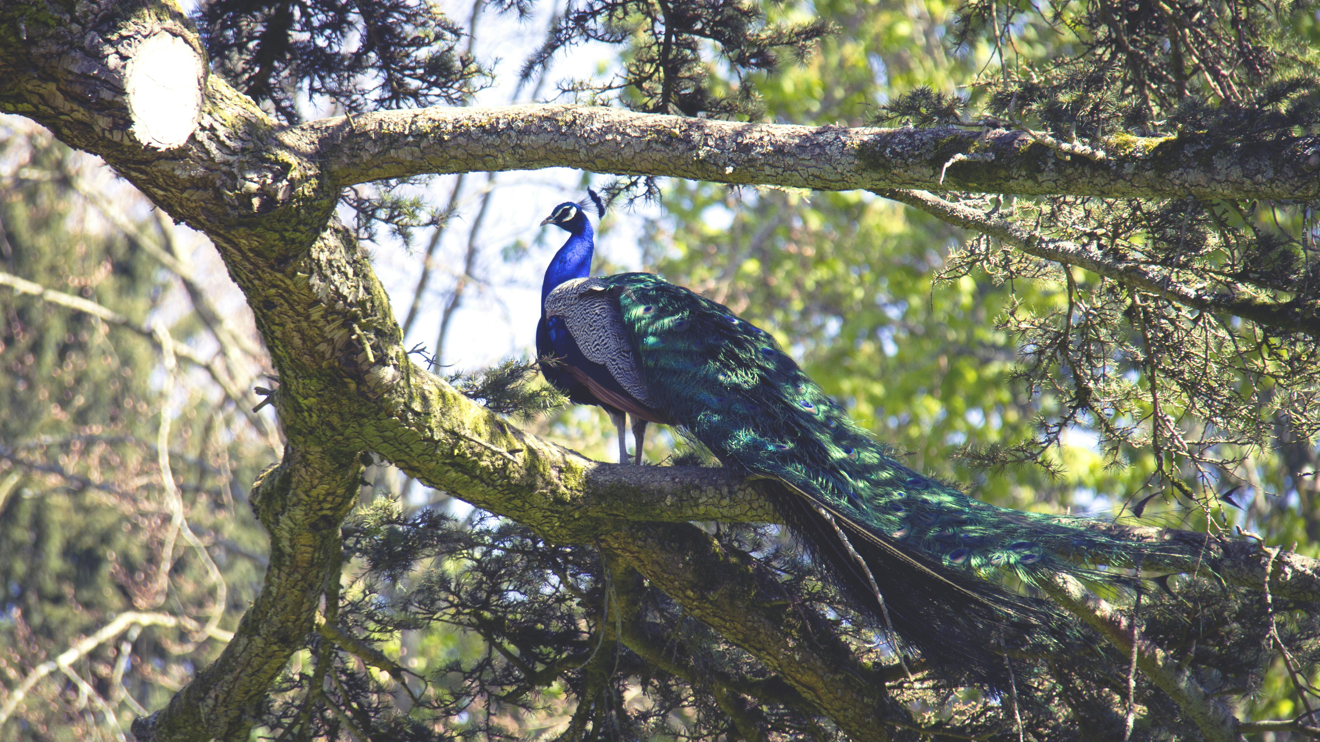 Emerald Crest on a Weathered Branch: a Peacock in Dappled Light