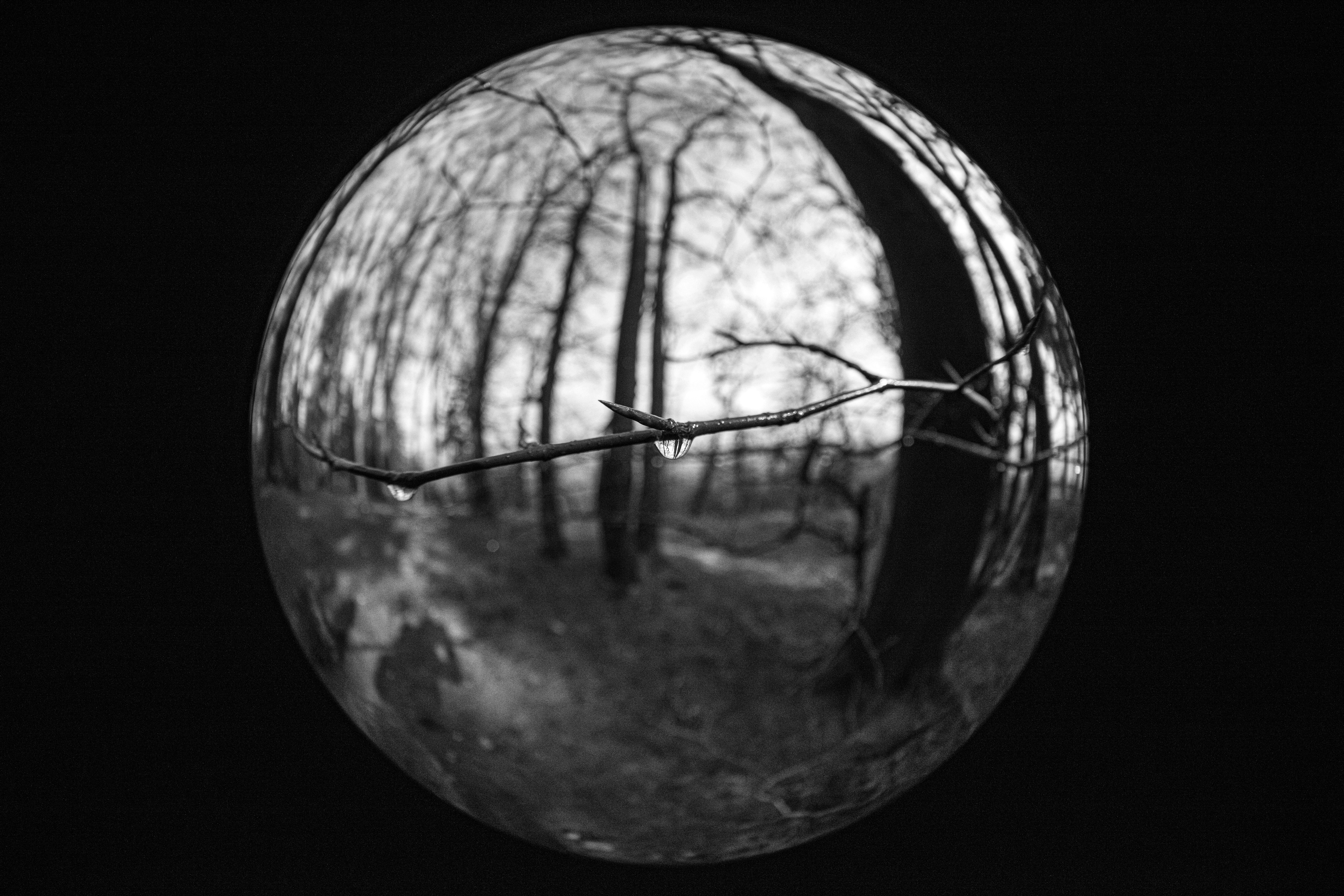 Reflections Through the Forest Sphere