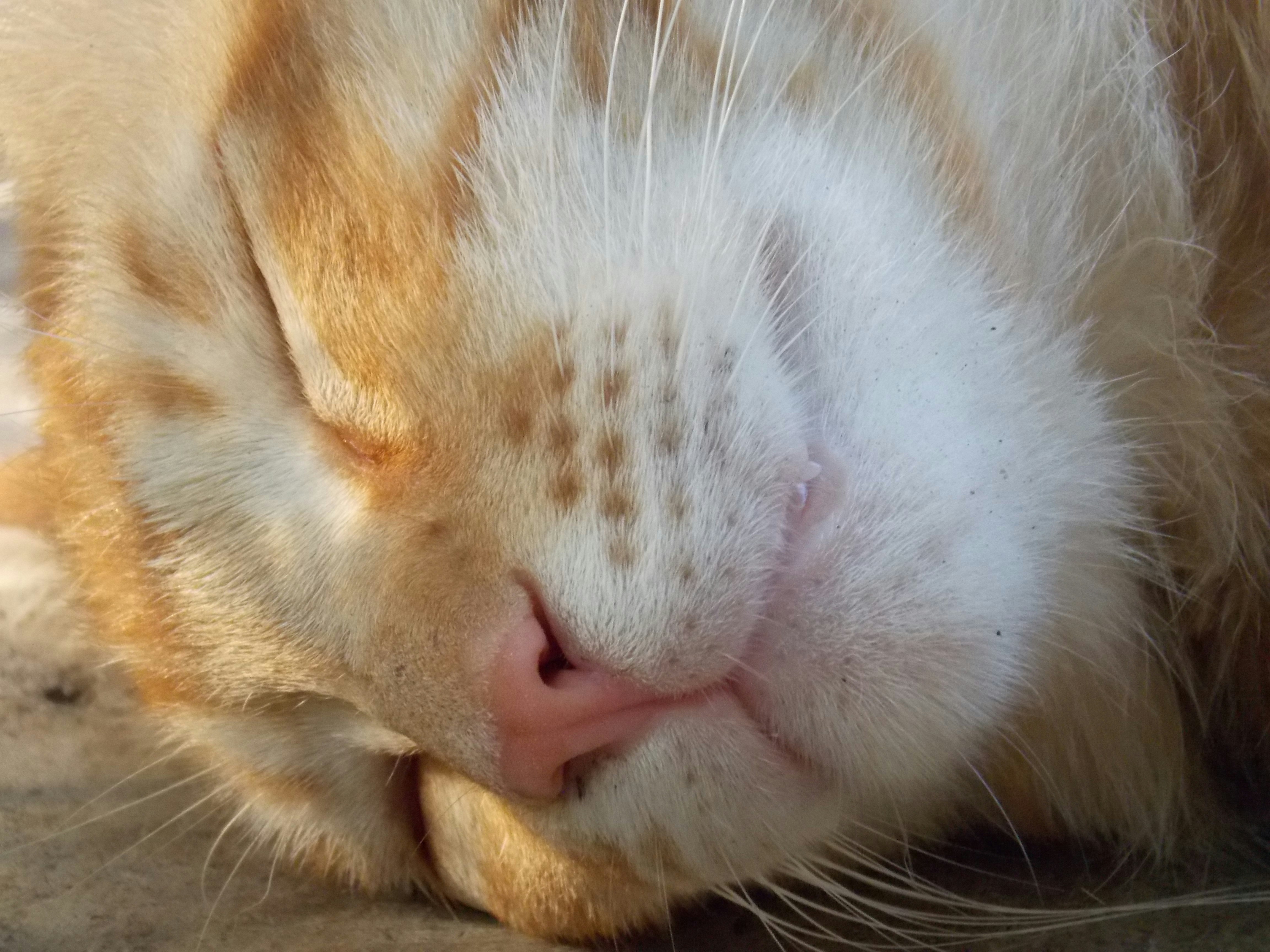 Close-up of a sleeping orange tabby cat, showcasing its peaceful expression and soft fur. The image highlights the cat's delicate features and serene demeanor.