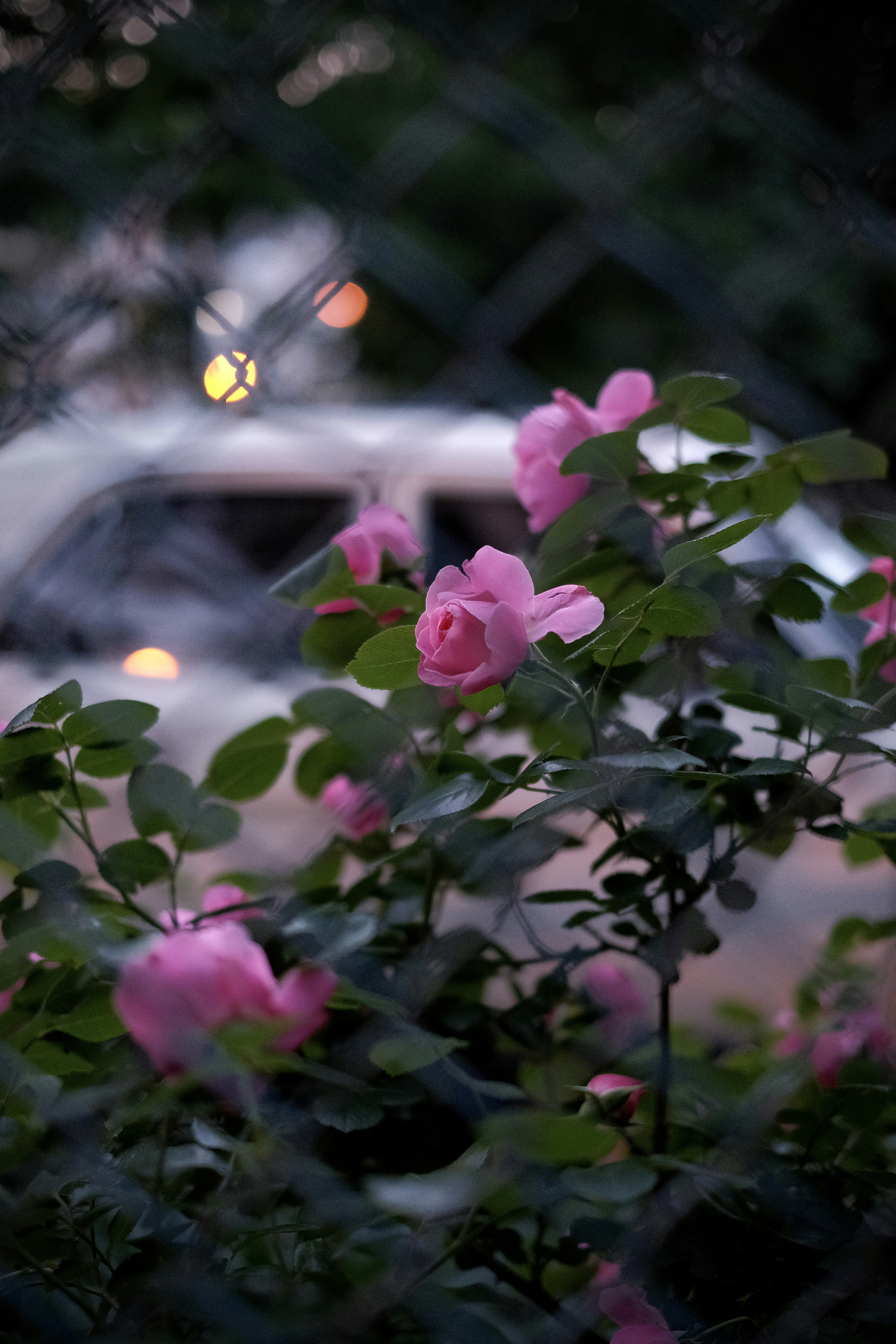 Pink Rose in Focus Amid Soft Evening Blur