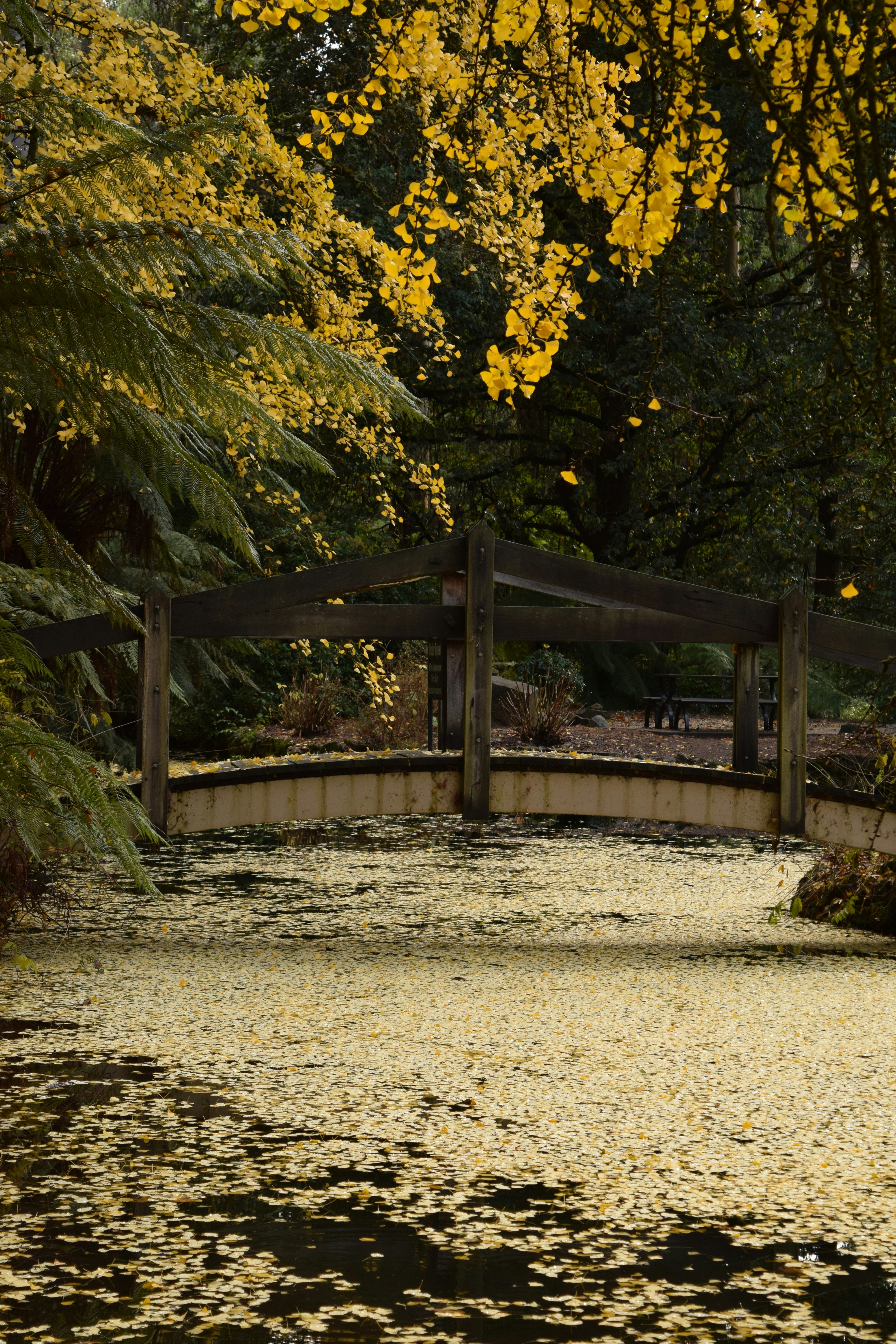 Golden Canopy Over a Quiet Pond: The Autumn Bridge