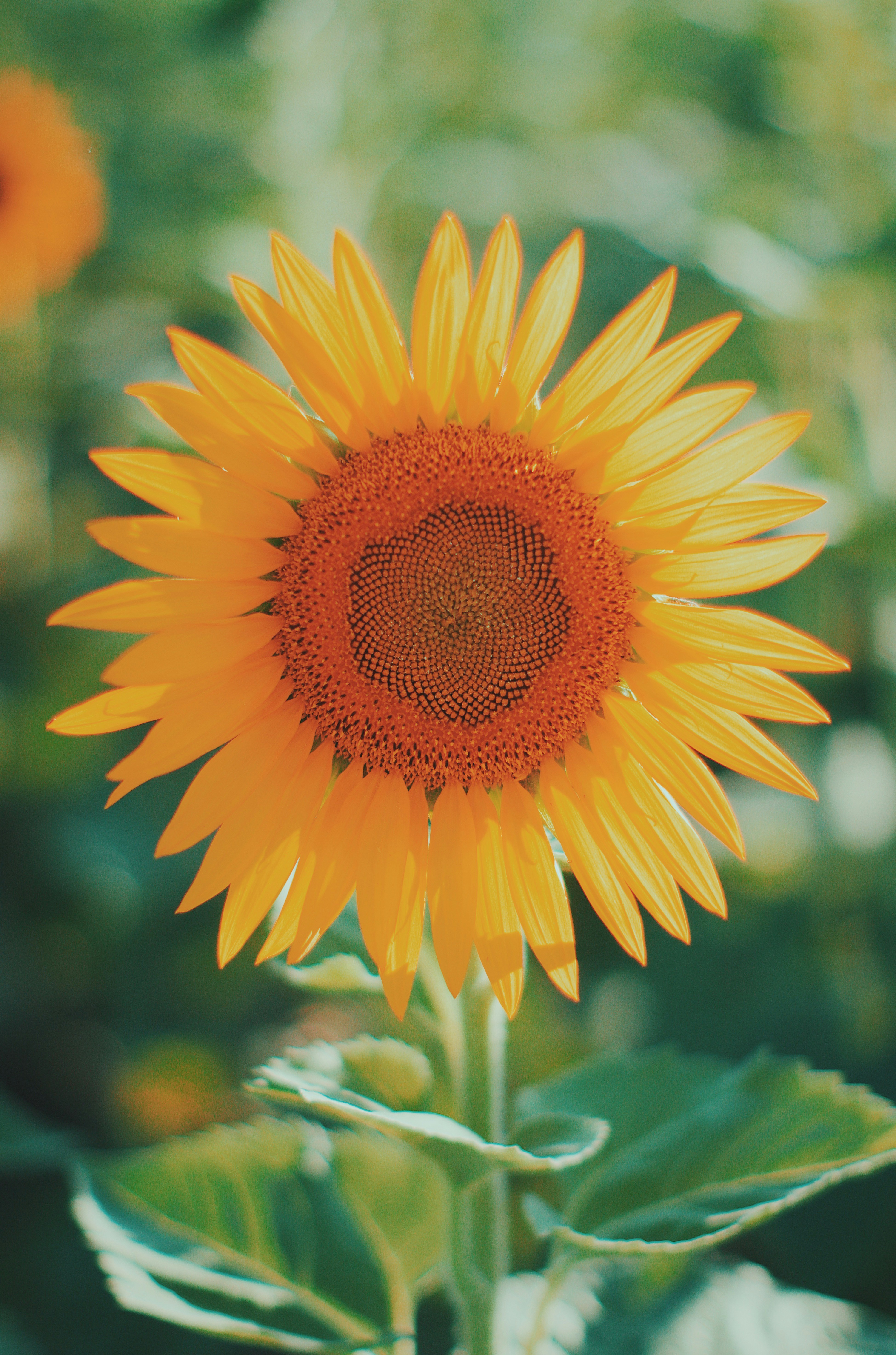 Yellow Nature Pictures | Download Free Images on Unsplash