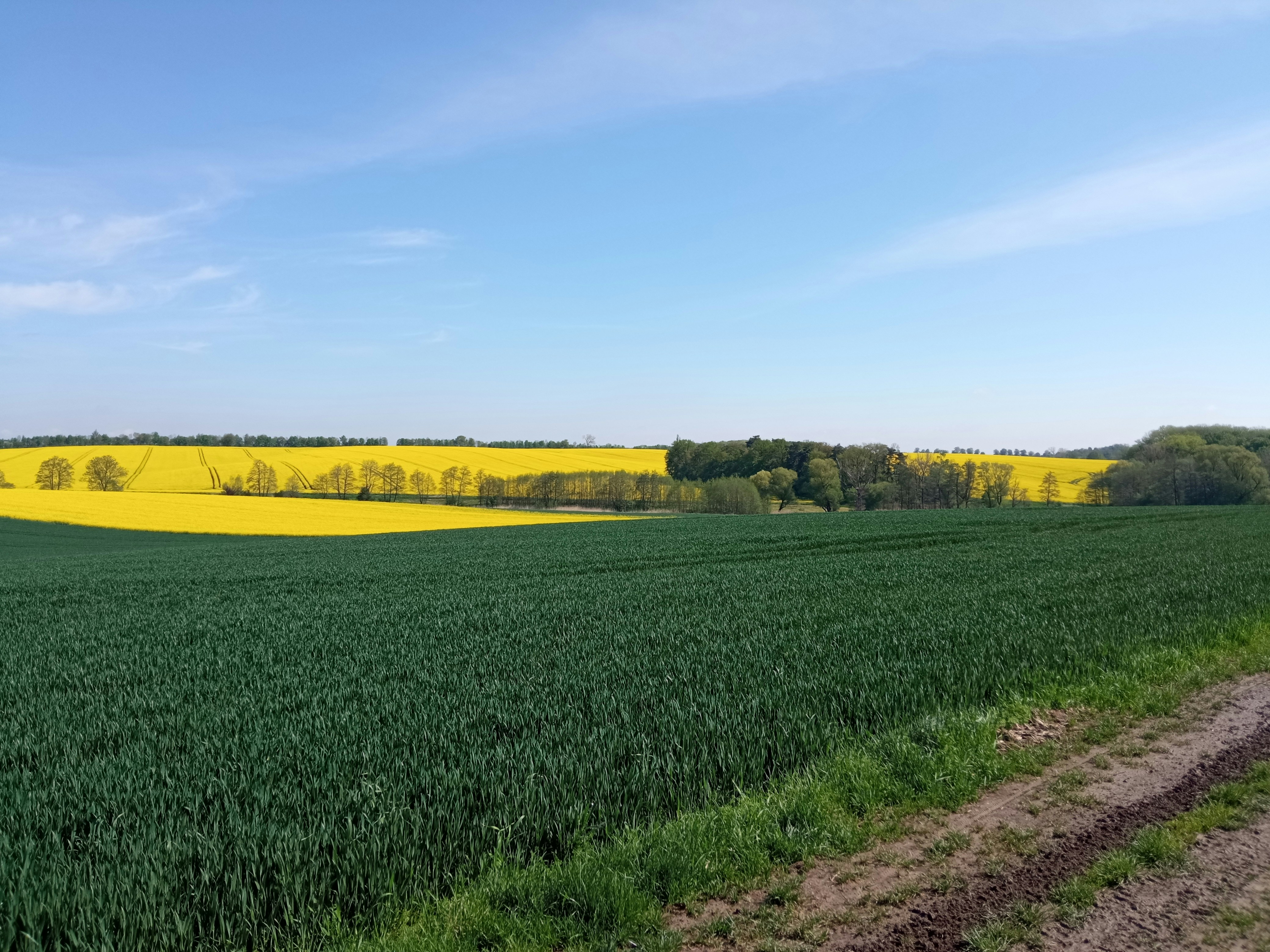 yellow flower field under blue sky during daytime