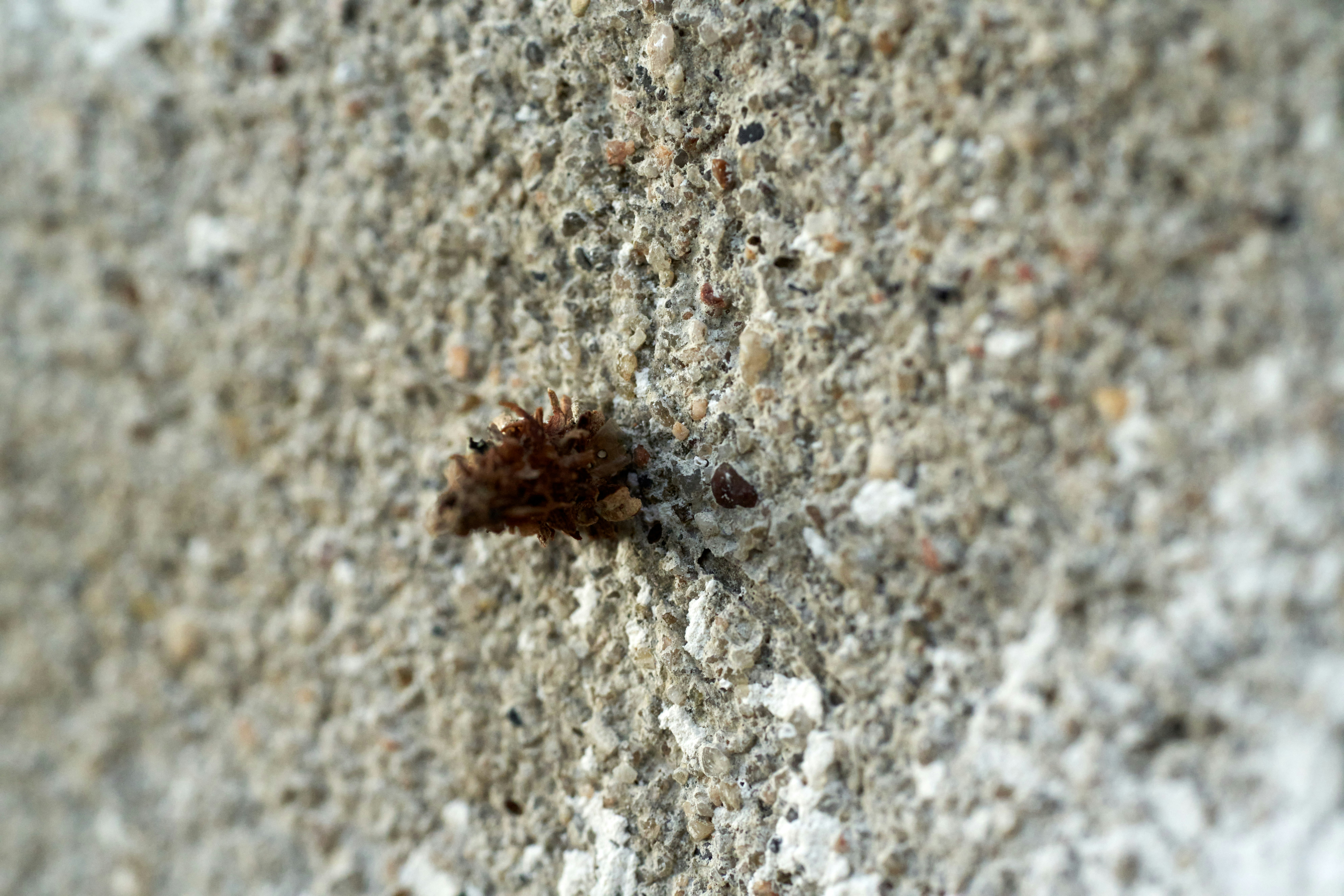 Foto Insecto negro y marrón en pared de hormigón marrón – Imagen ...