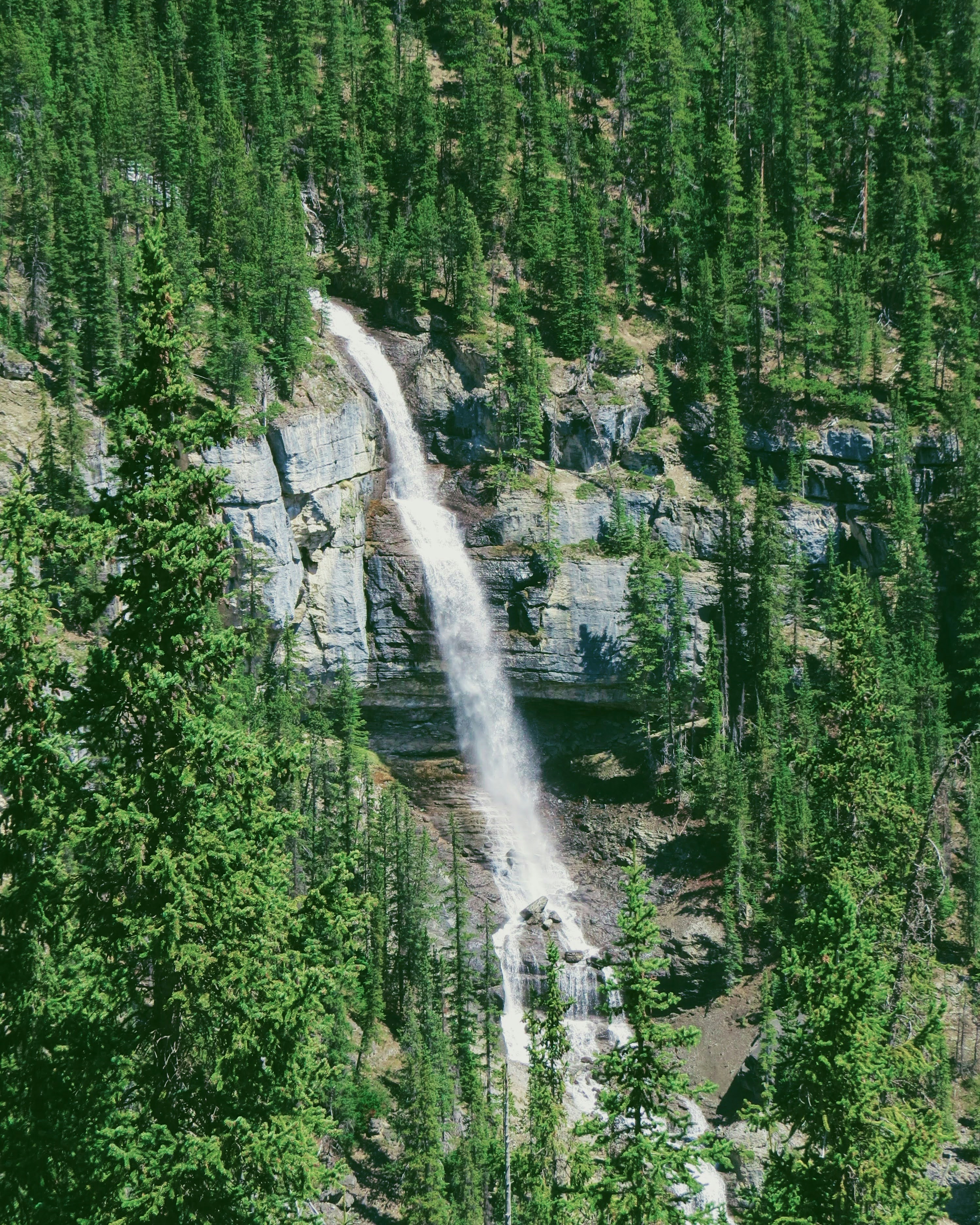 Emerald Cascade on Pine-Kissed Granite Cliffs