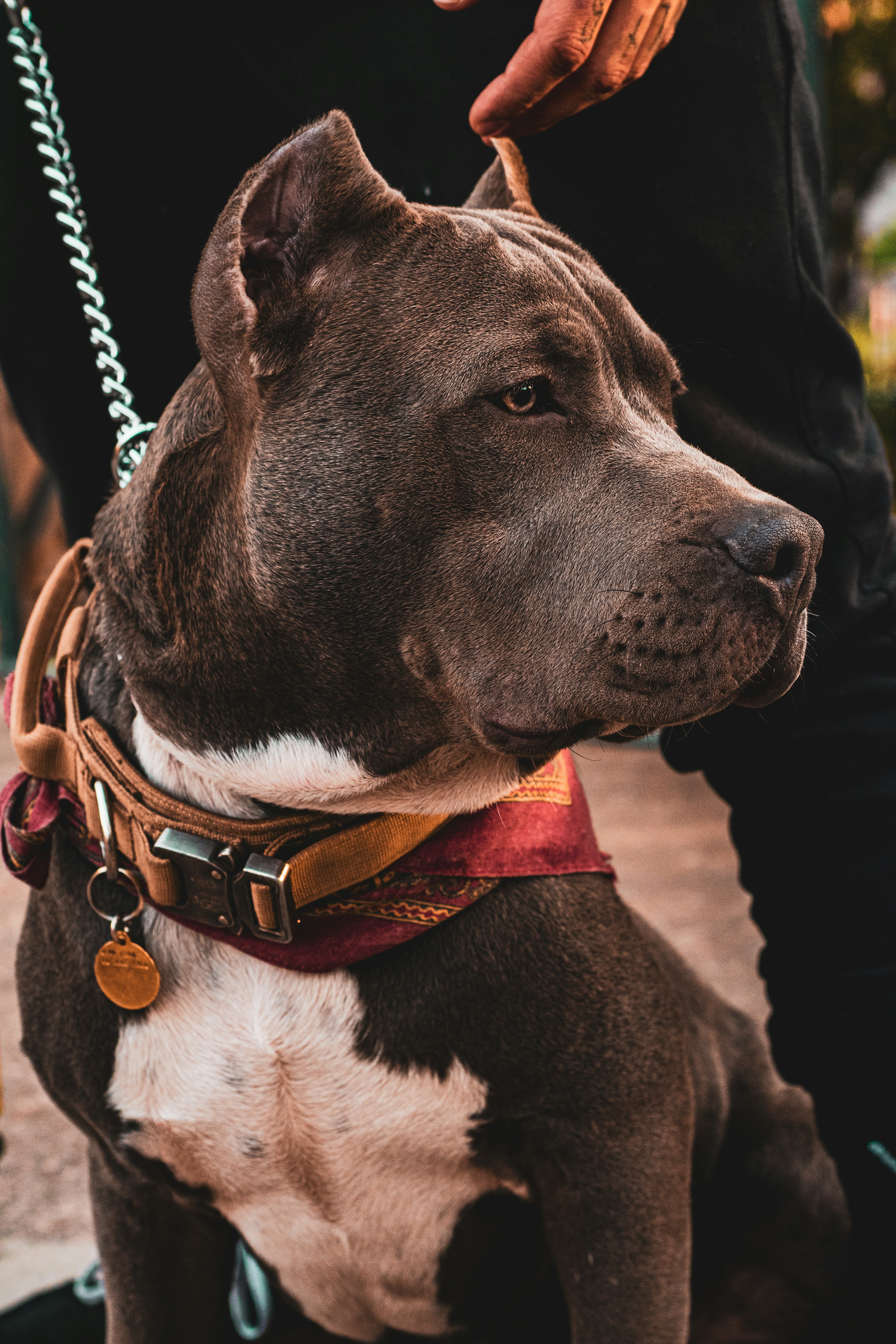 Pitbull Colors: 23 Coat Color Variations Explained (With, 46% OFF