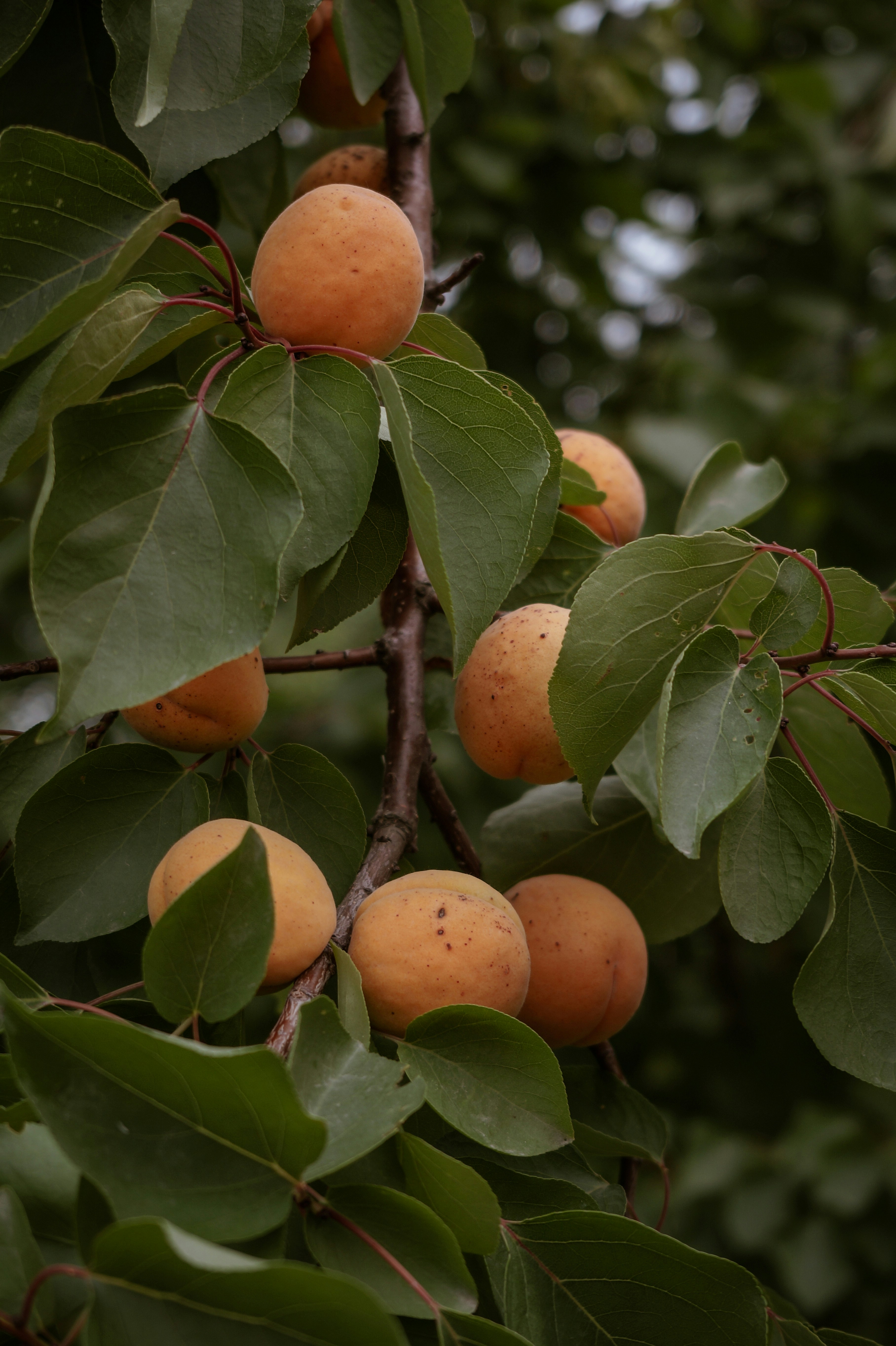 Clusters of ripe apricots nestled among vibrant green leaves, showcasing the beauty of nature's harvest.