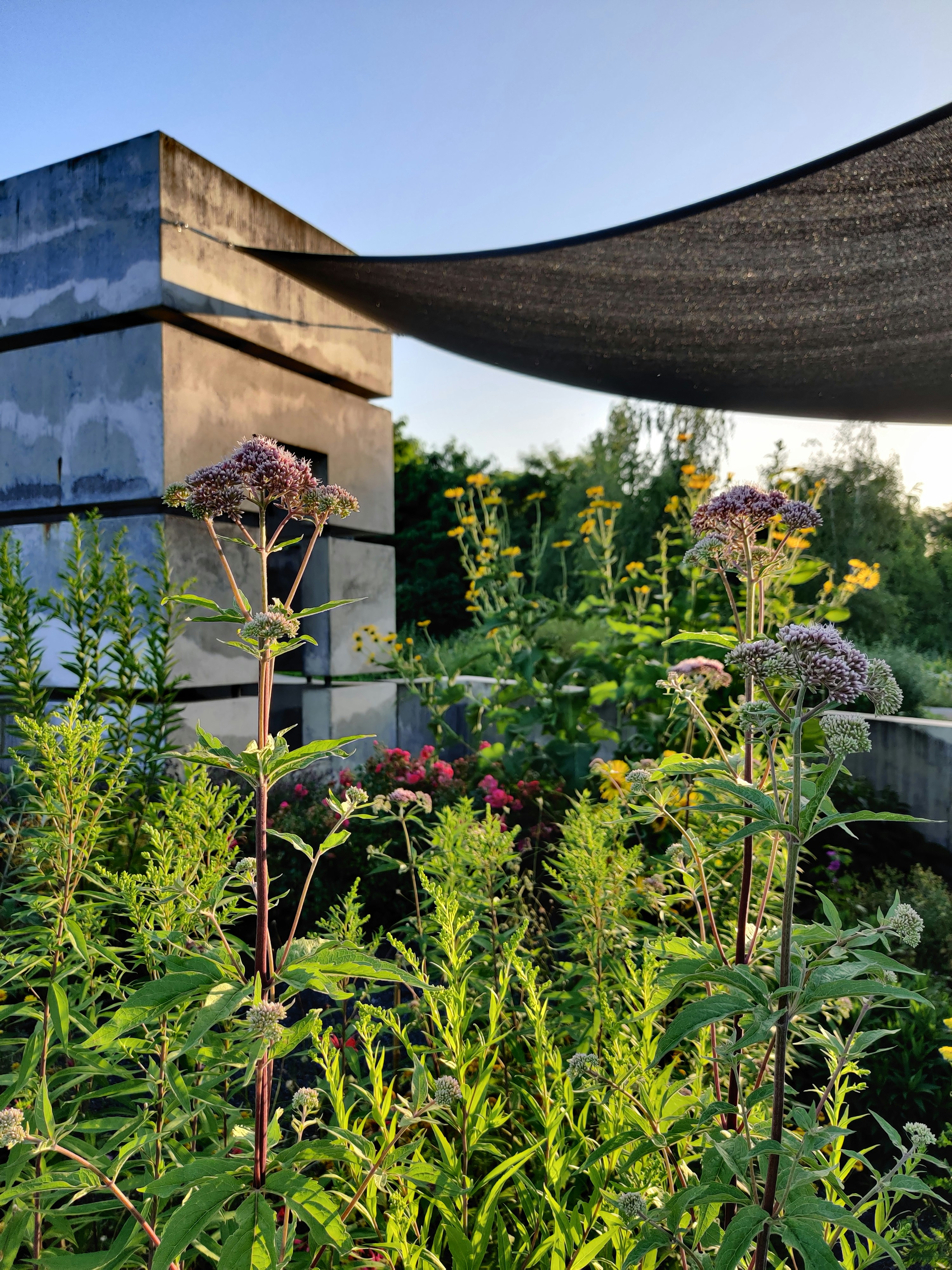 Wildflowers bloom in a vibrant garden juxtaposed against a modern architectural backdrop, showcasing the blend of nature and design.