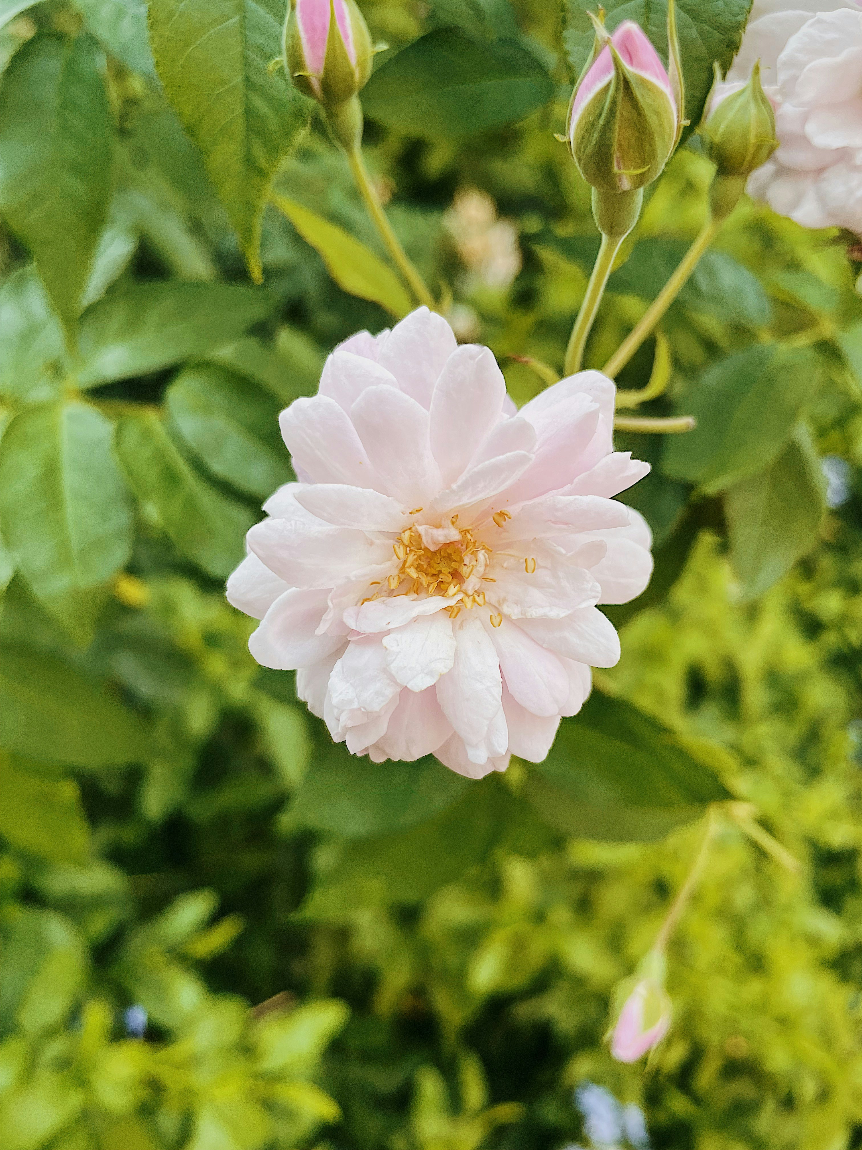 Petal Prism: Pale Pink Rose Anchored by Verdant Garden Backdrop