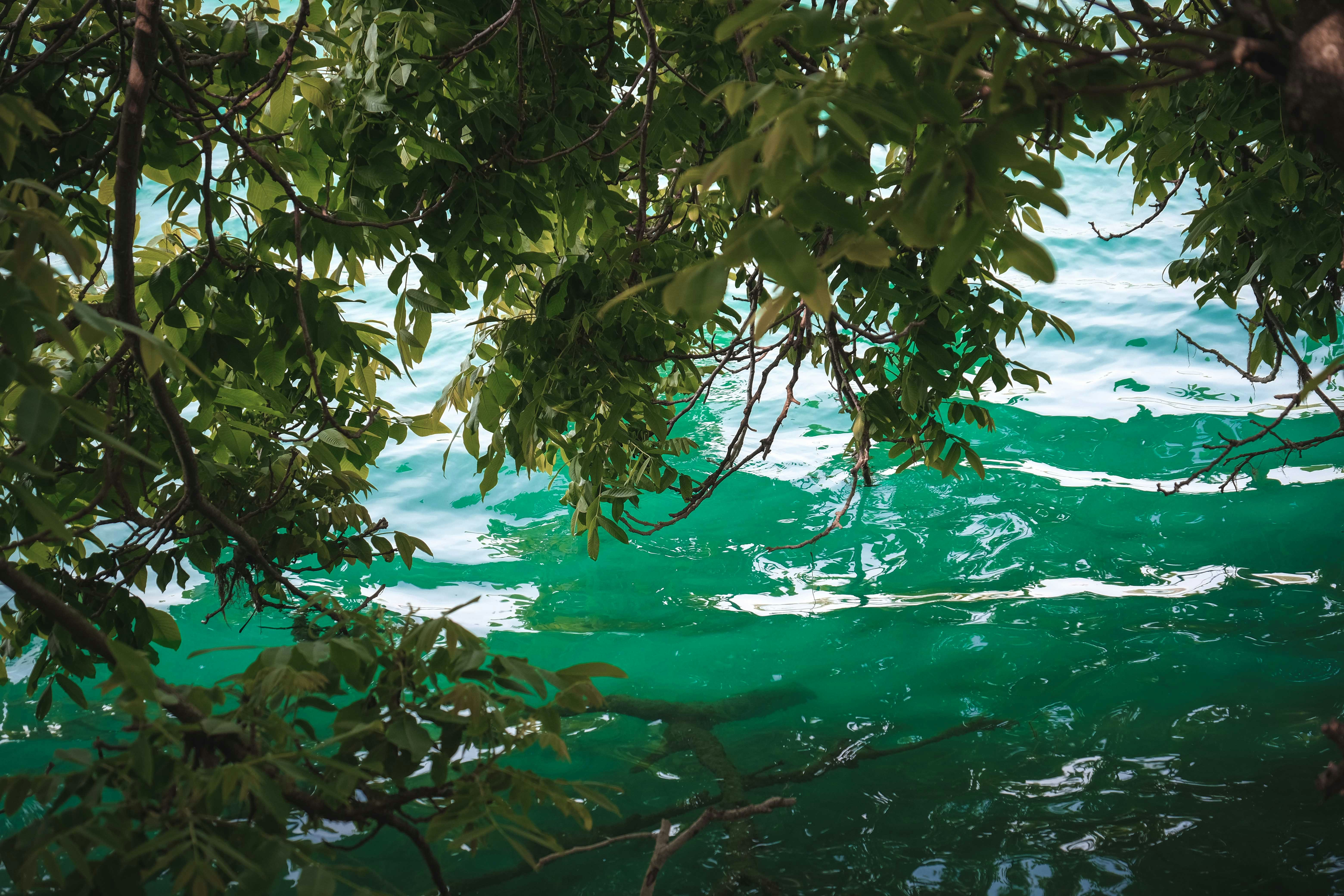 Green leaf tree near body of water during daytime photo – Free Green ...